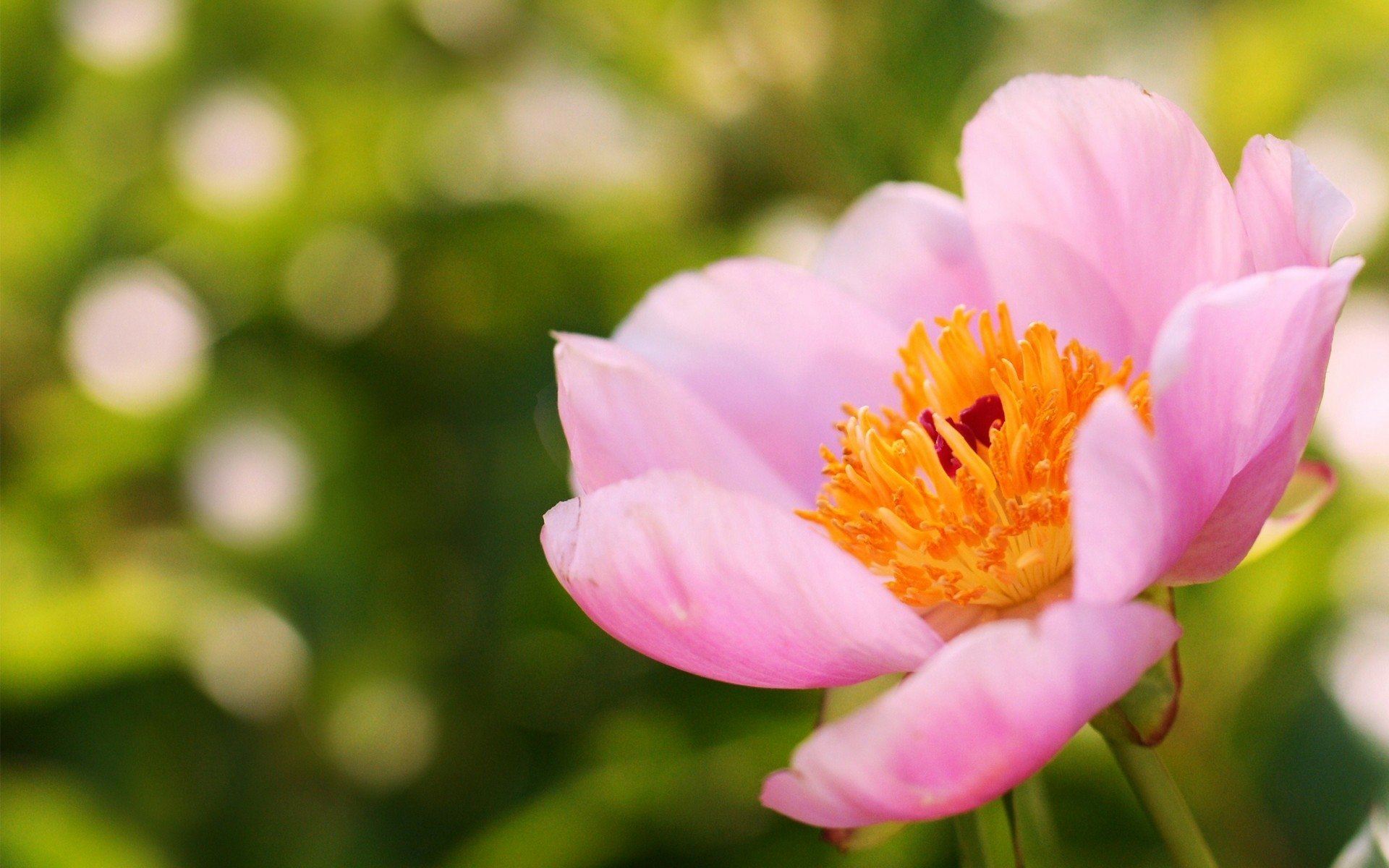 Sunlit Pink Blossom — HD Nature Wallpaper | 1920x1200 | Wallpaper Abyss