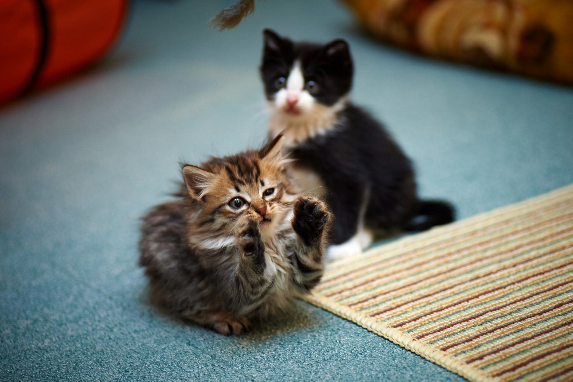 Adorable Cats HD Wallpaper