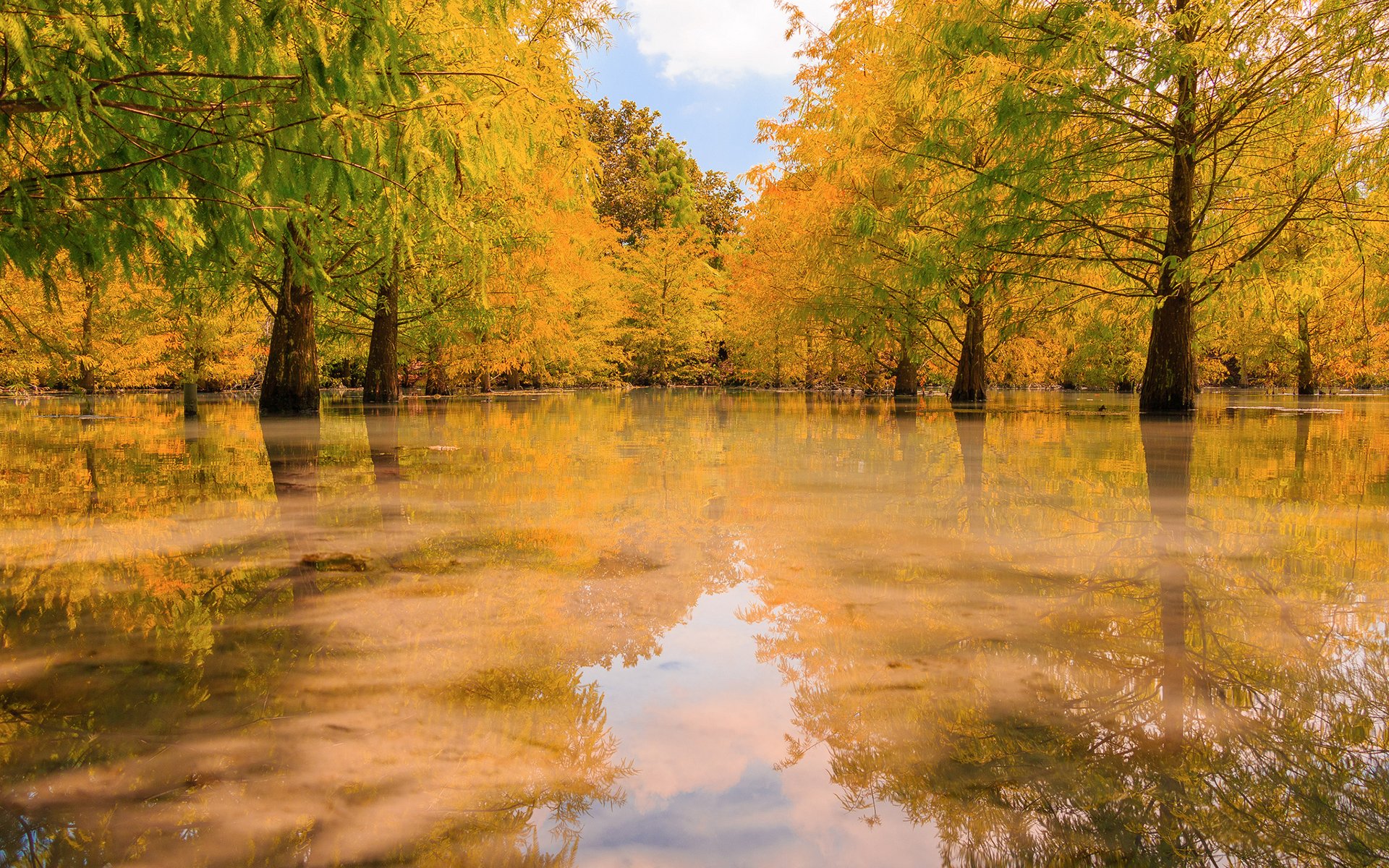 Serene Swamp Reflections: HD Autumn Nature Wallpaper