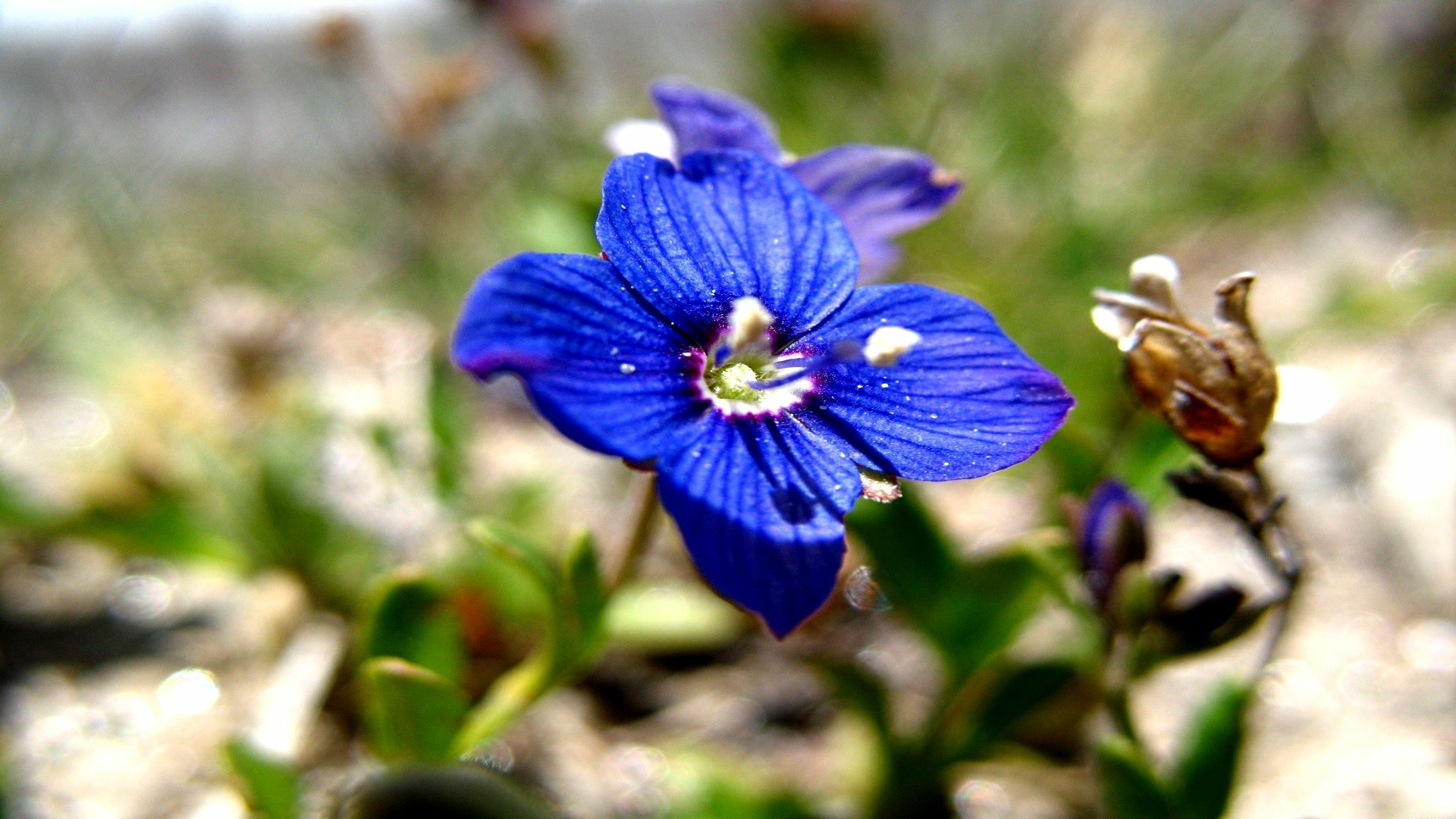Download Nature Flower HD Wallpaper