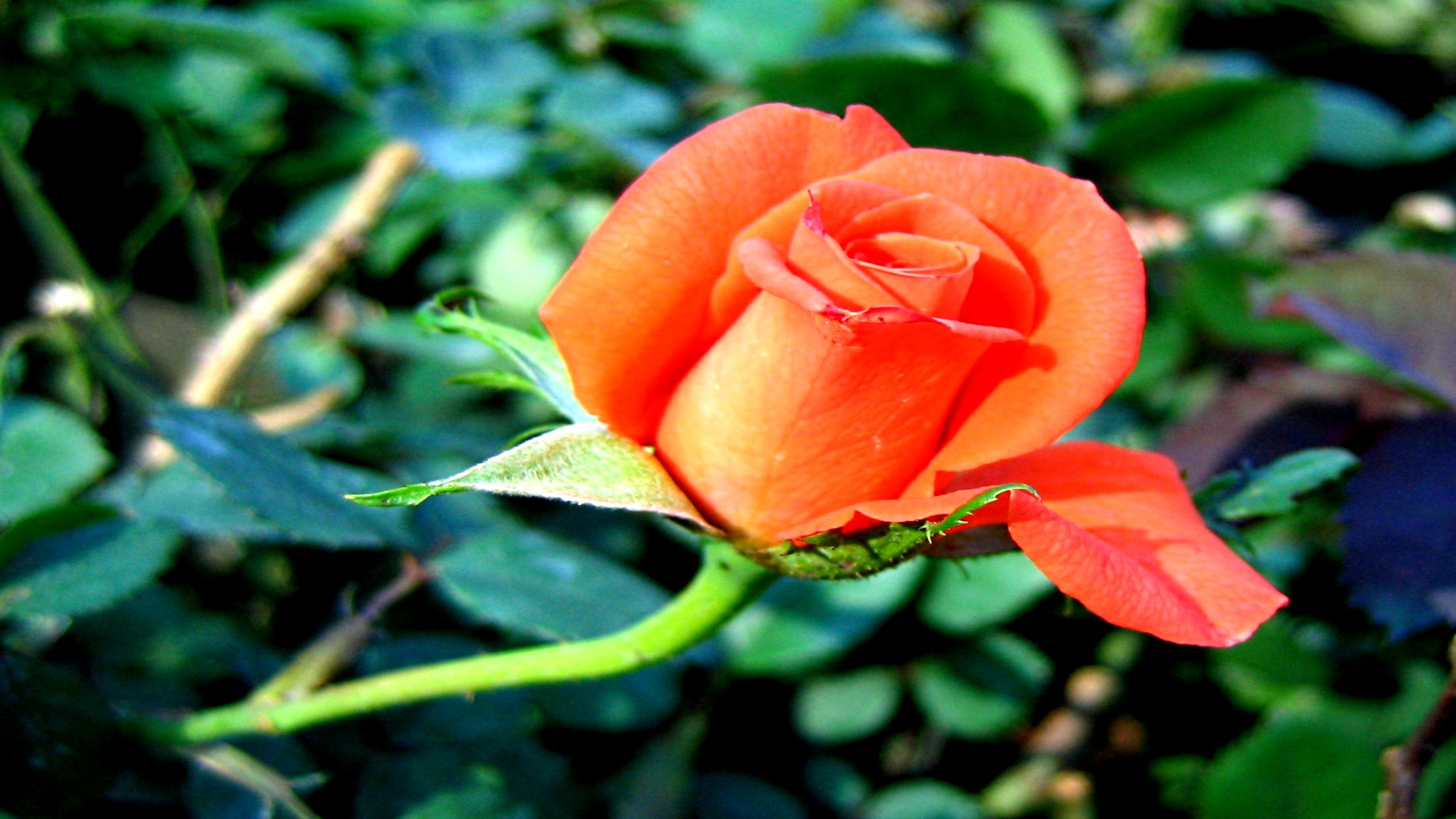 Download Nature Rose HD Wallpaper