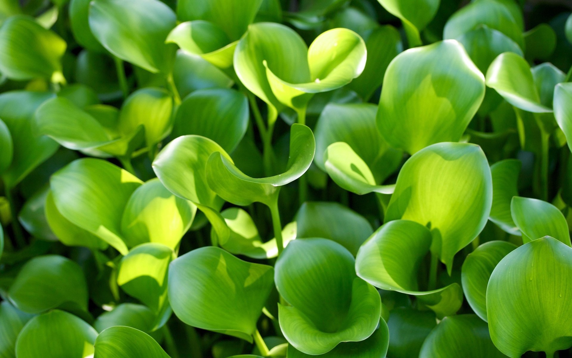 Verdant Curves — 2K Quad HD Plant Wallpaper | 2560x1600 | Wallpaper Abyss