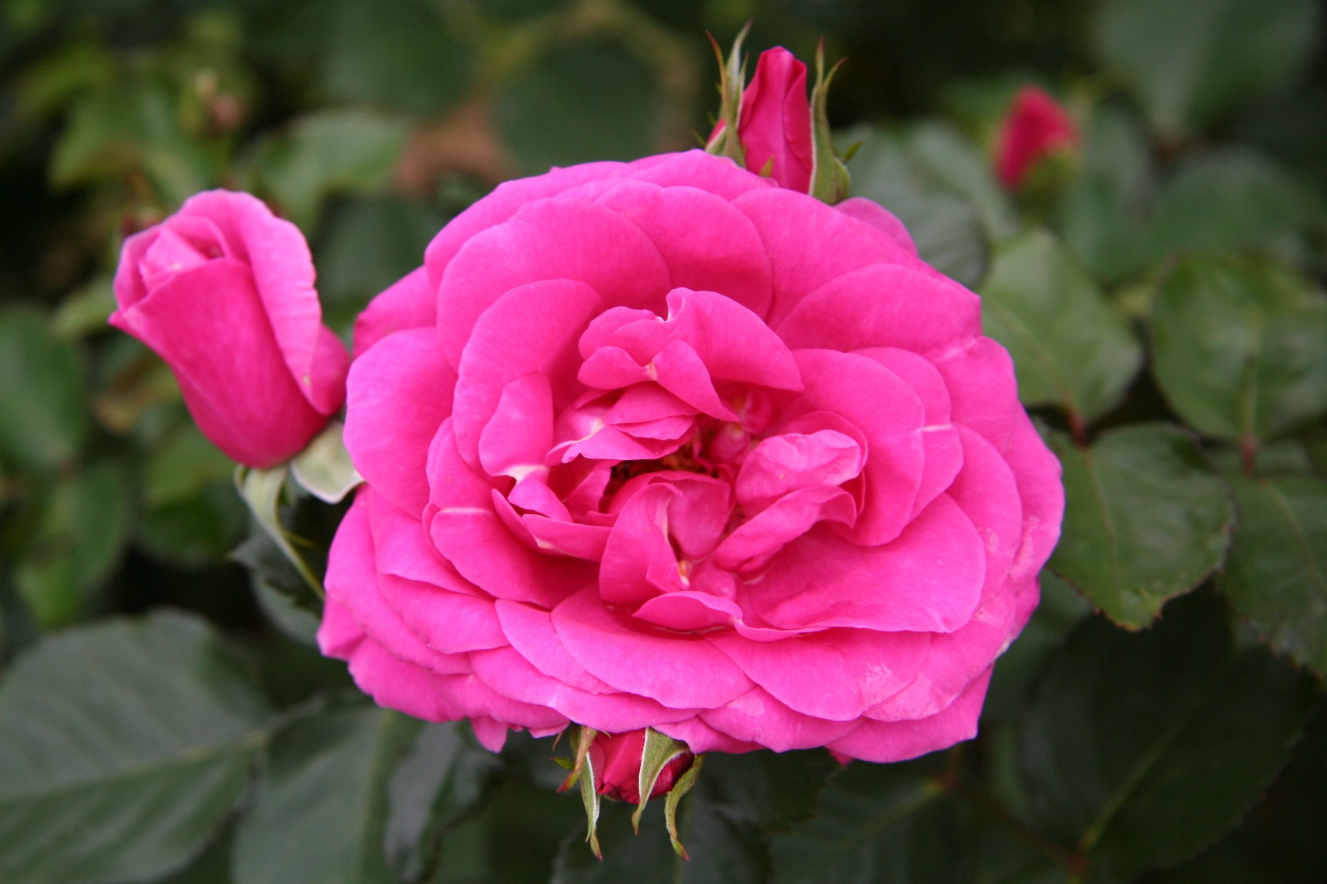 Download Nature Rose HD Wallpaper