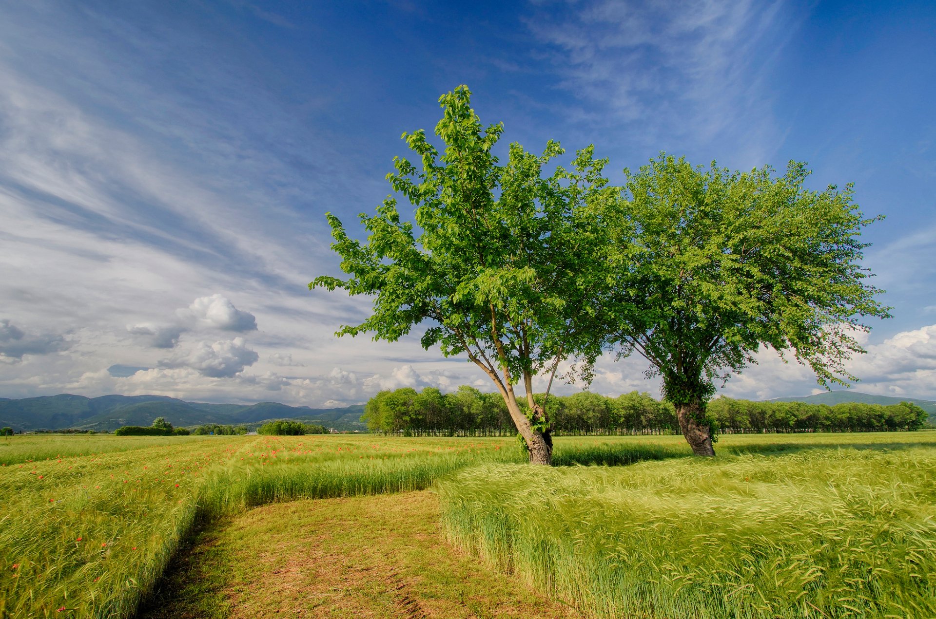 Serene Nature Pathway HD Wallpaper | 2048x1356 | Wallpaper Abyss
