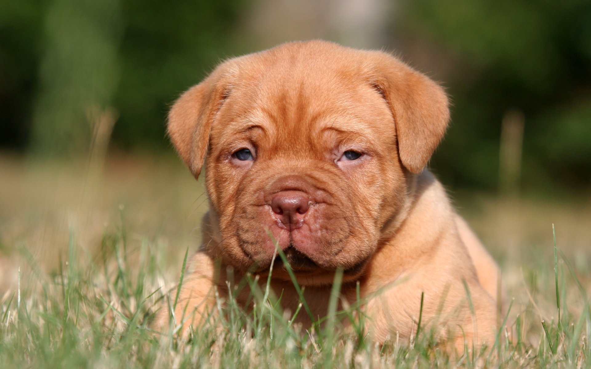 Adorable Puppy HD Wallpaper: Charming Animal Cuteness | 2560x1600 ...
