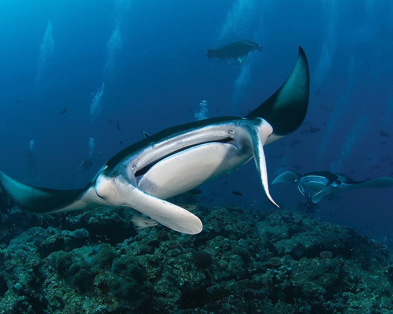 Stunning Manta Ray HD Wallpaper