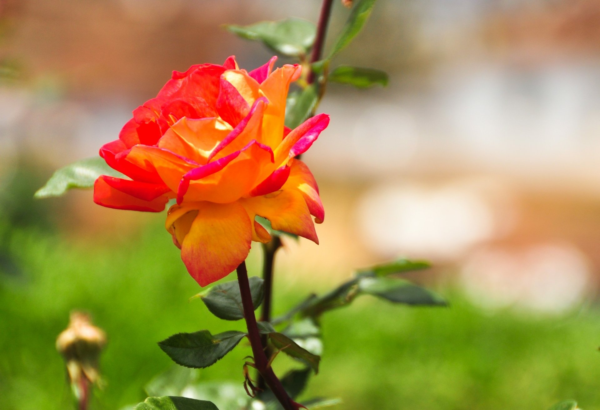2K Quad HD Wallpaper: Sunset Rose in Bloom | 3080x2108 | Wallpaper Abyss