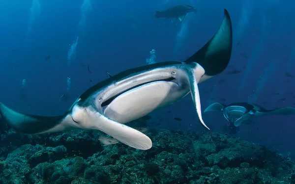 [20+] Manta Ray Wallpapers