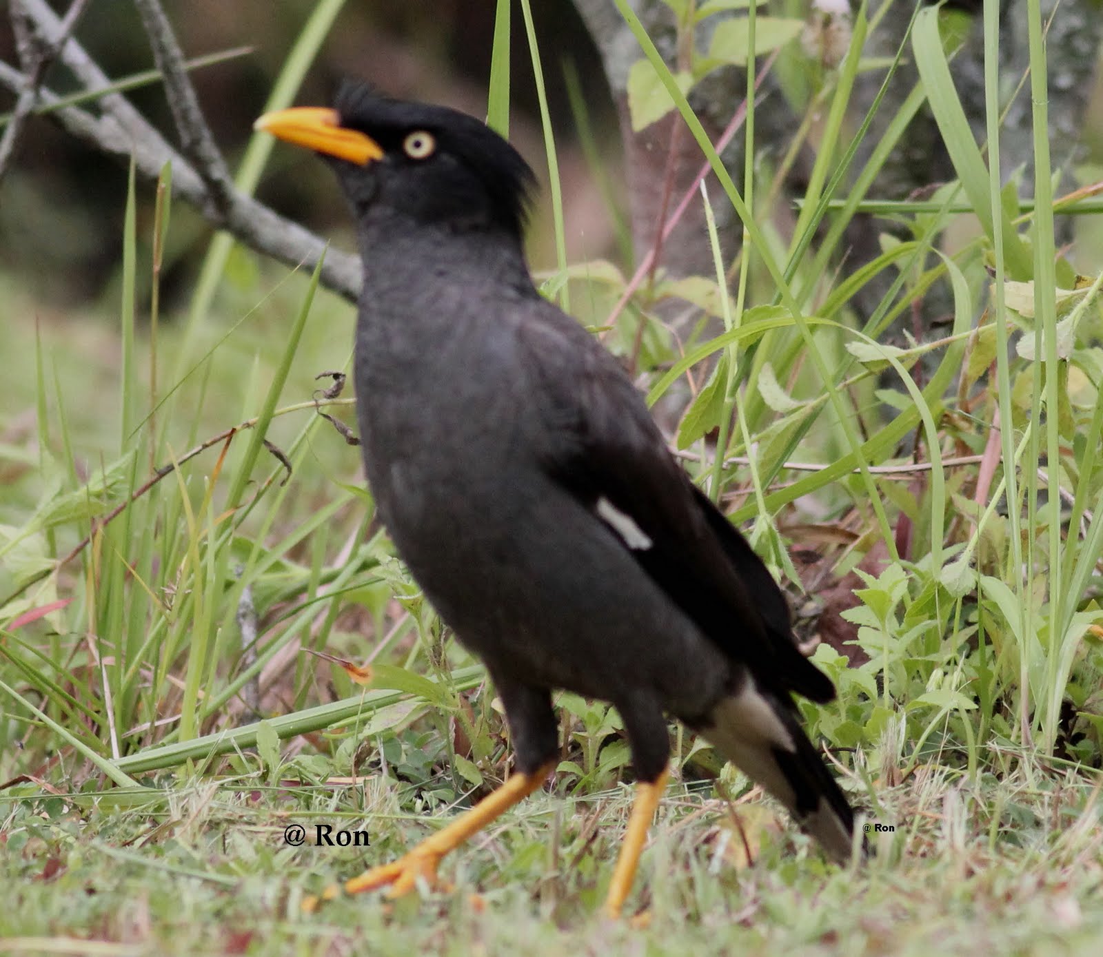 Bali Myna HD Wallpaper