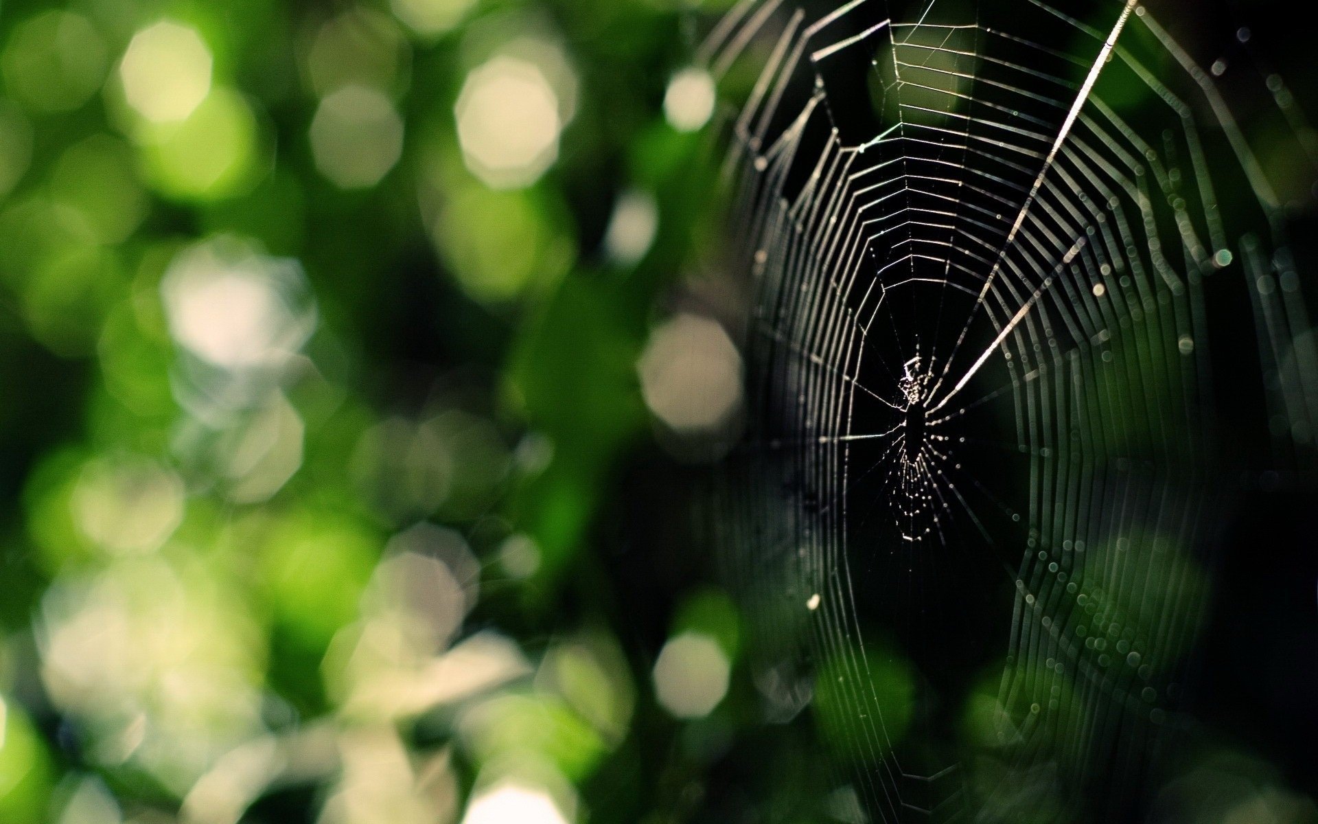 Download Photography Spider Web HD Wallpaper