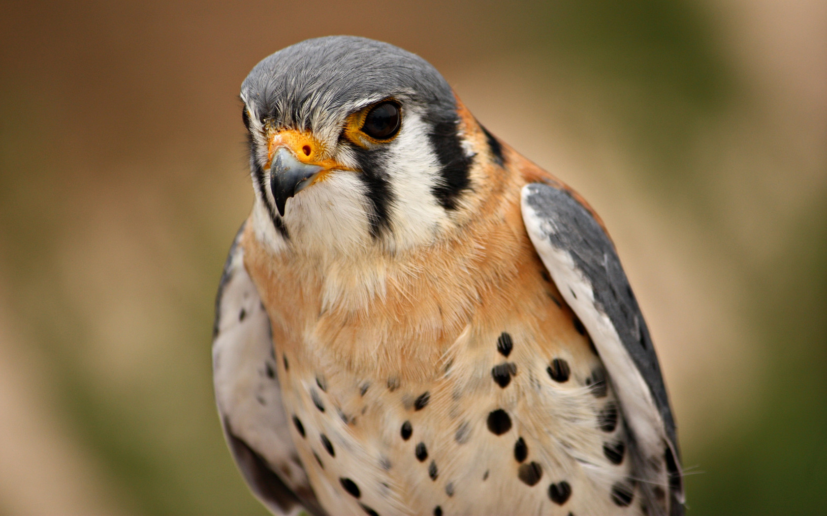 Download Animal Falcon Wallpaper
