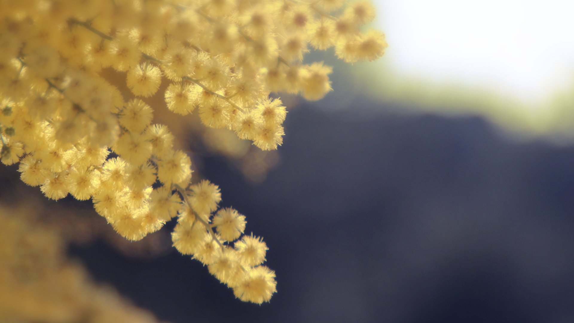 Download Nature Golden Wattle HD Wallpaper