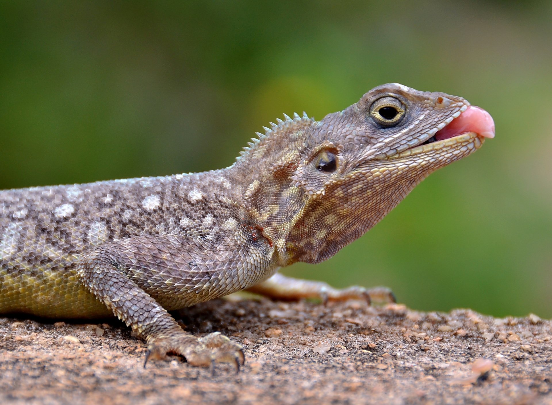 Download Animal Agama HD Wallpaper