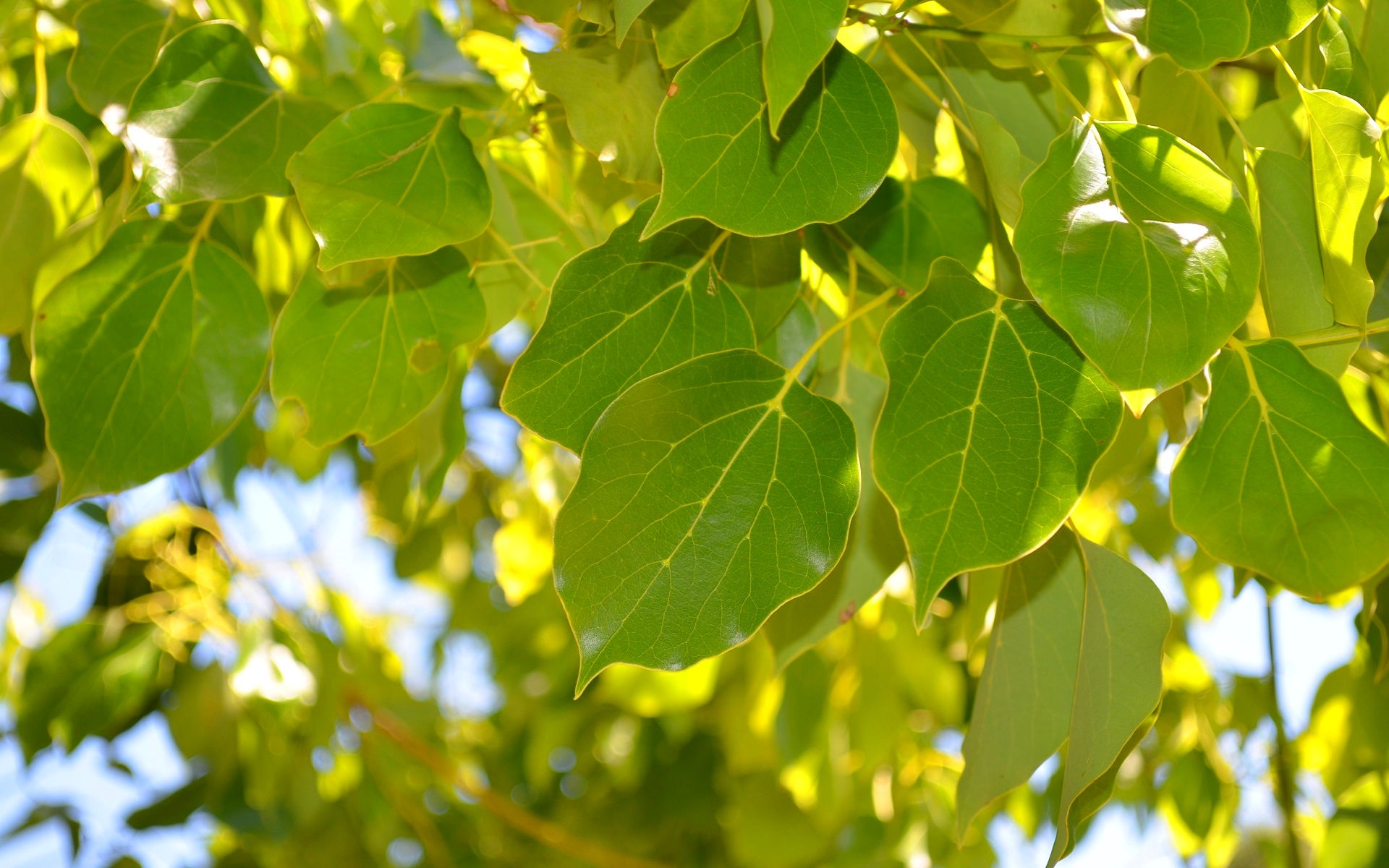 Green Leaves On A Tree by lonewolf6738