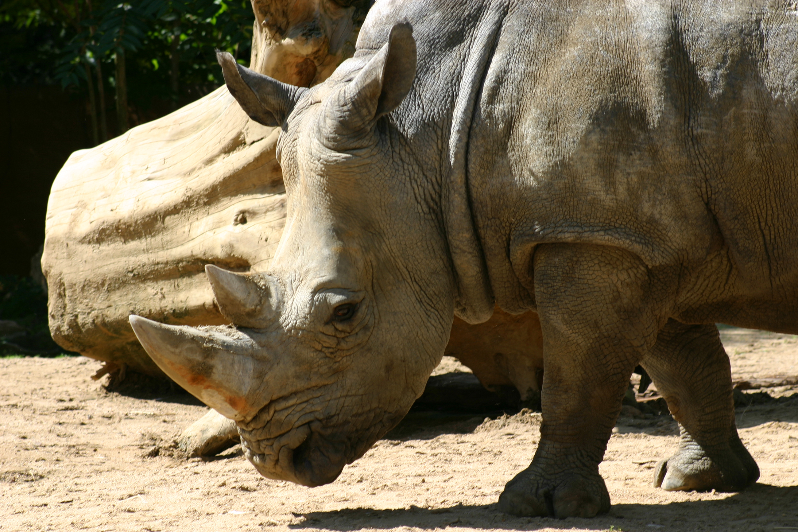 Download Animal Rhino HD Wallpaper