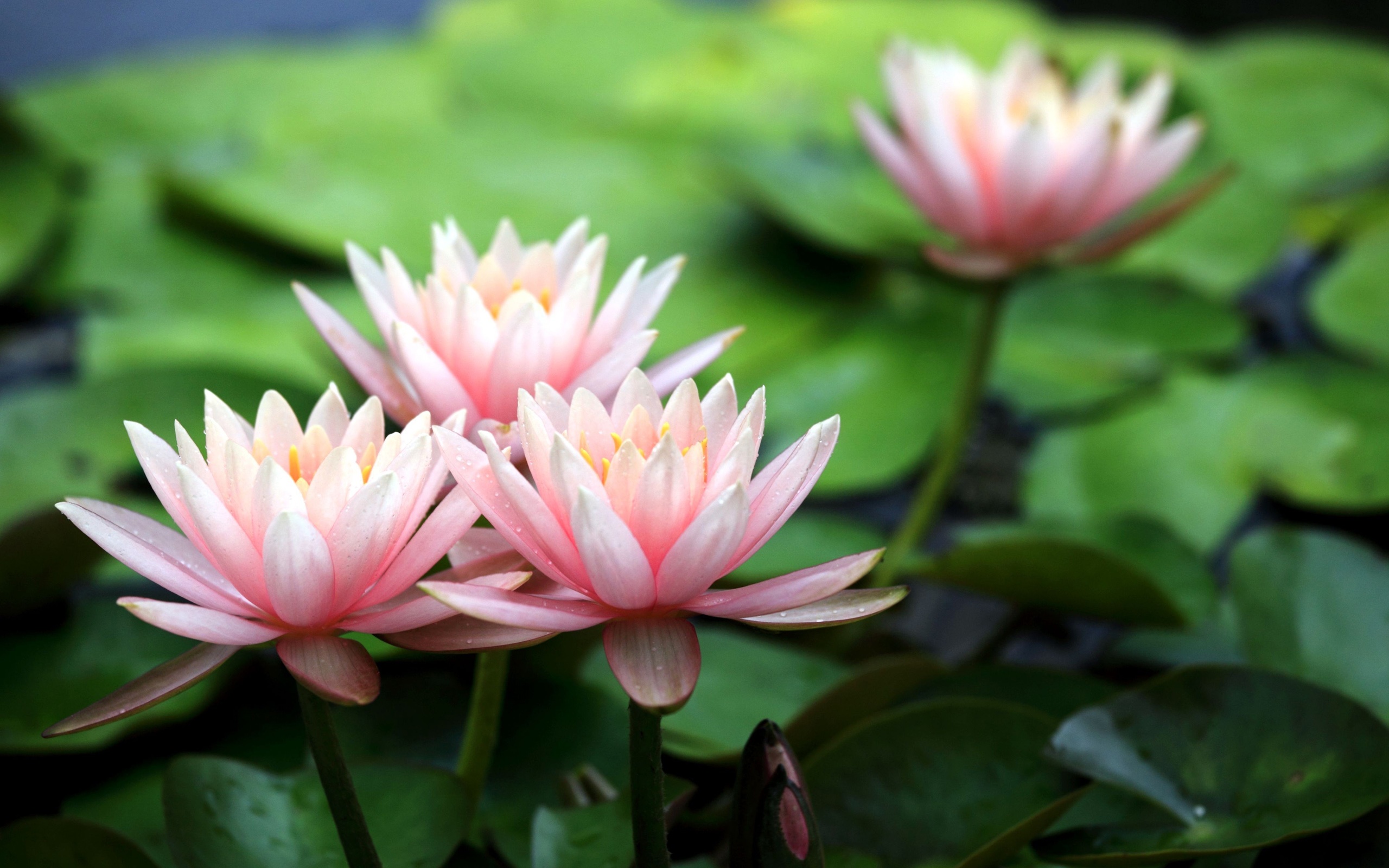 Nature Lotus HD Wallpaper