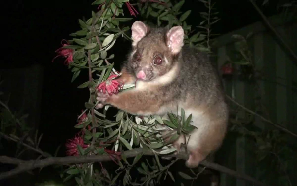 [10+] Possum Wallpapers