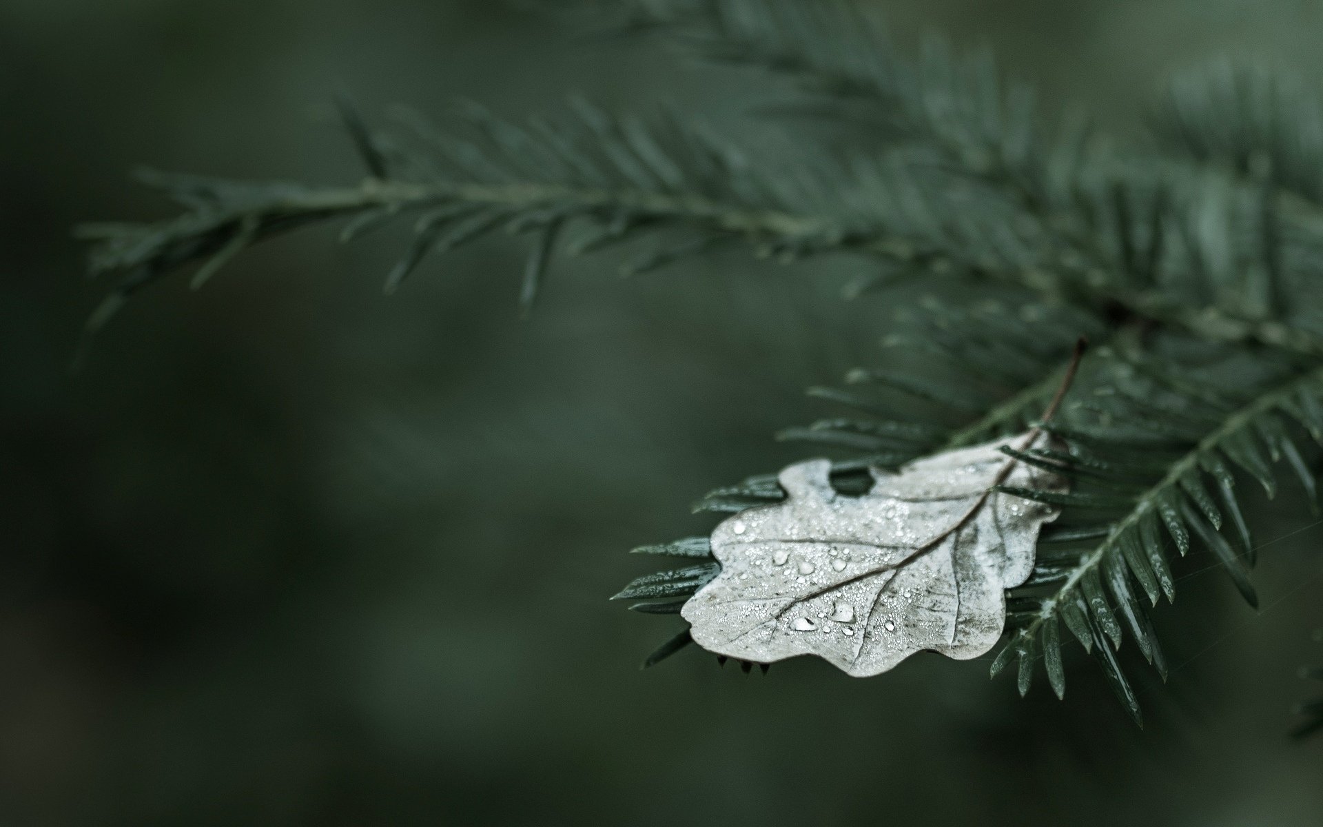 Nature's Elegance: HD Wallpaper of a Captivating Close-Up Leaf