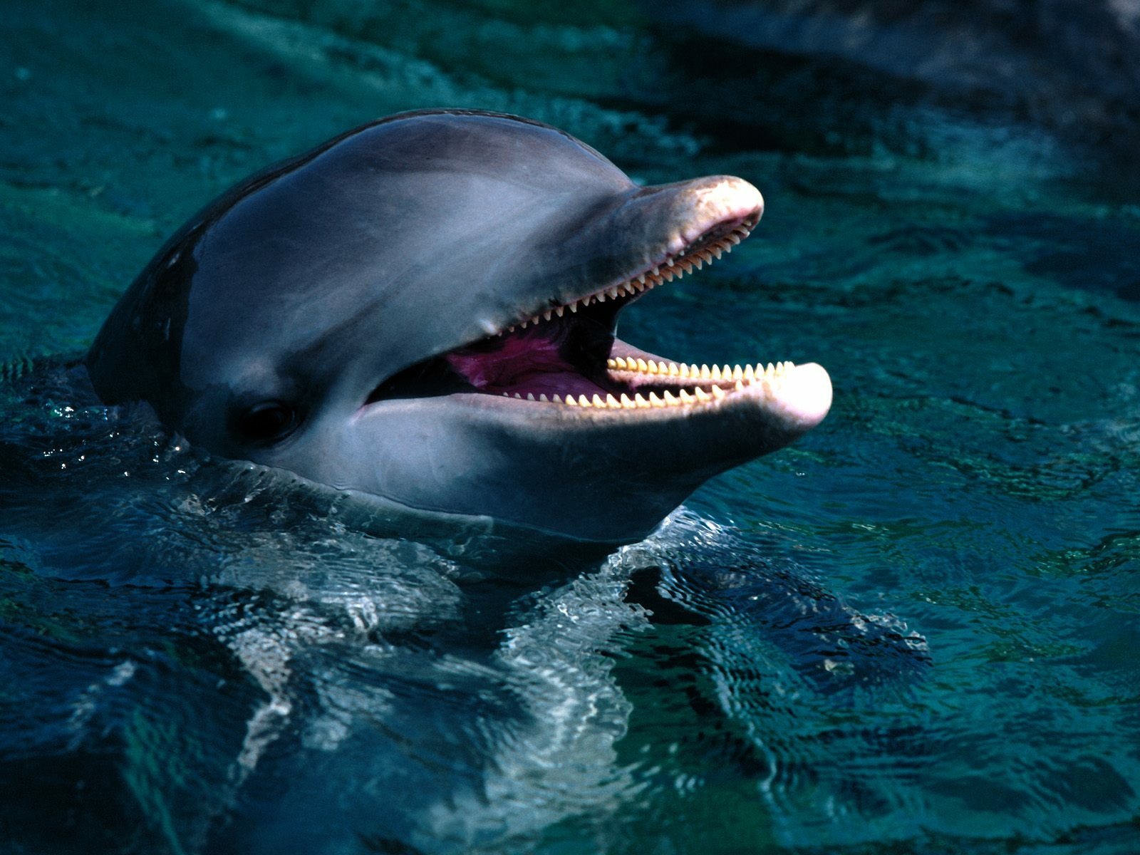 Download Animal Dolphin Wallpaper