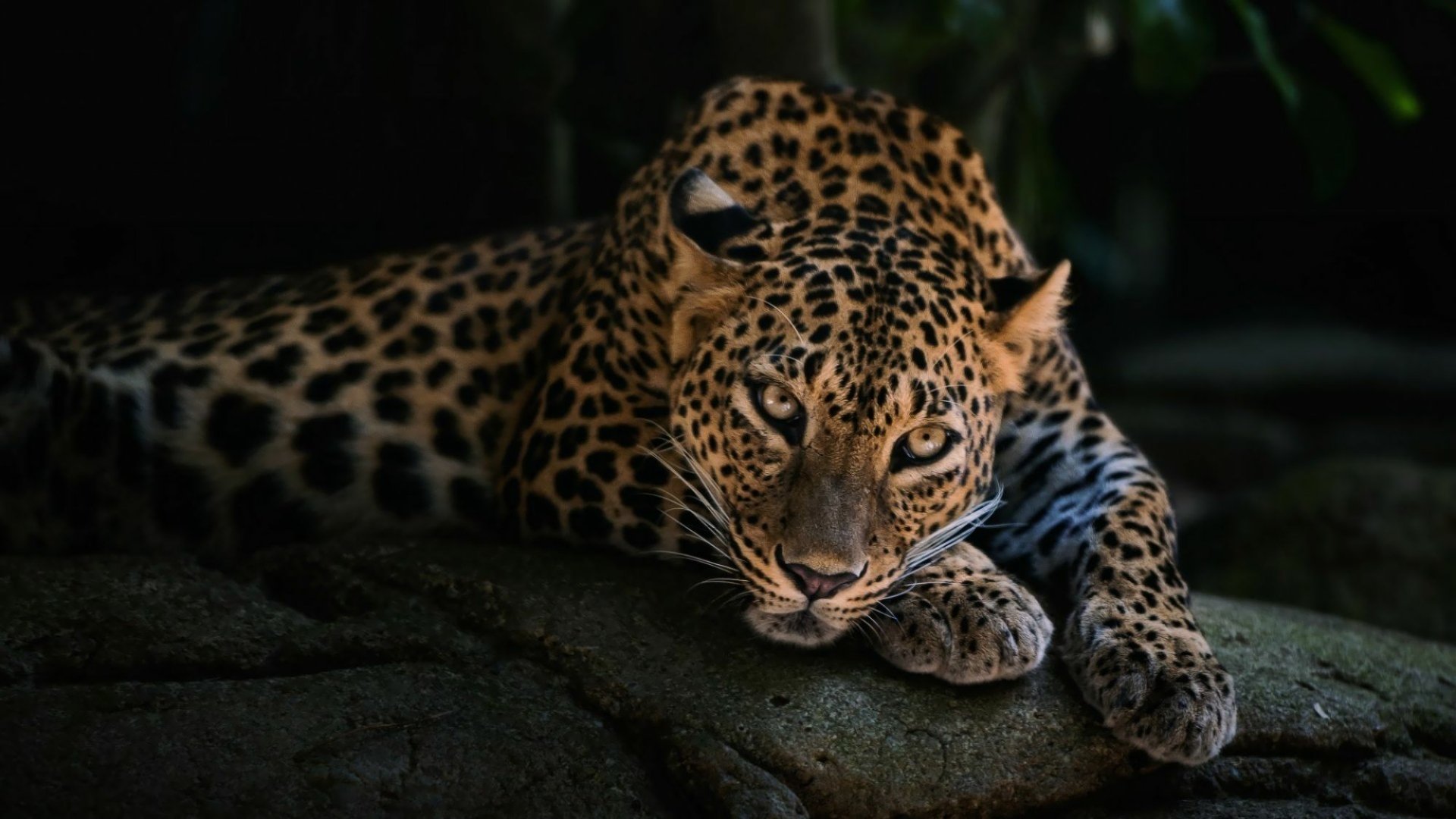 Majestic Leopard HD Wallpaper: The Silent Stalker in Stunning Detail