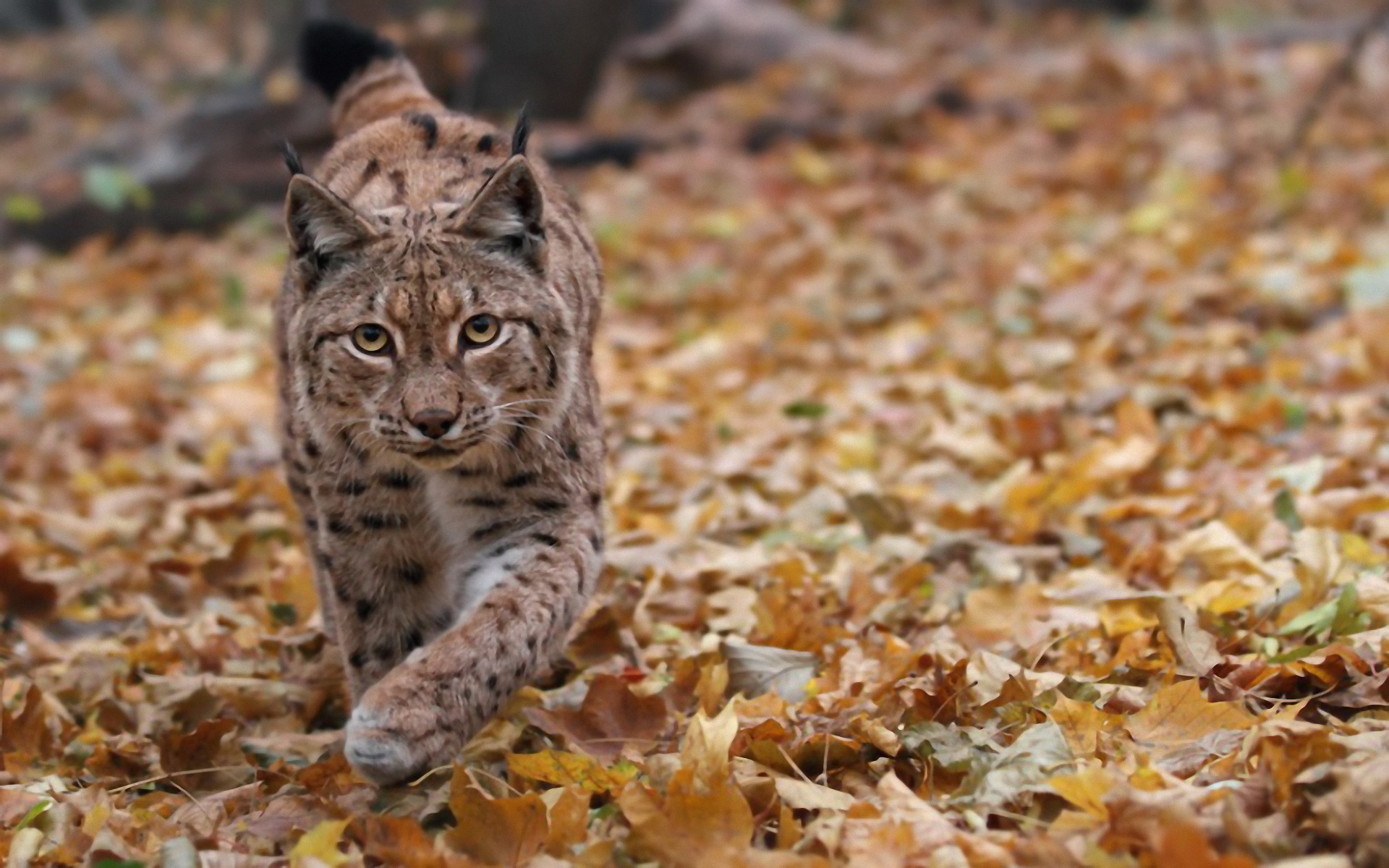 Animal Lynx HD Wallpaper