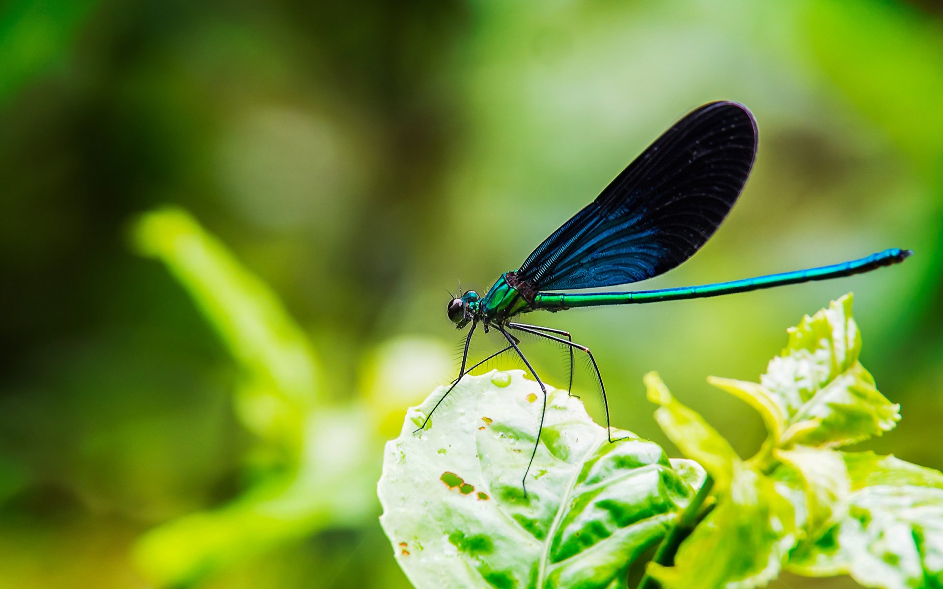 Download Close-up Nature Animal Dragonfly HD Wallpaper
