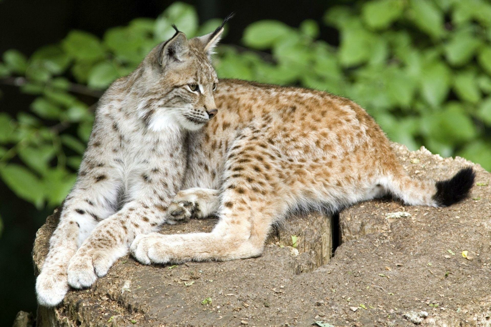 Stunning Lynx HD Wallpaper – Majestic Wild Beauty