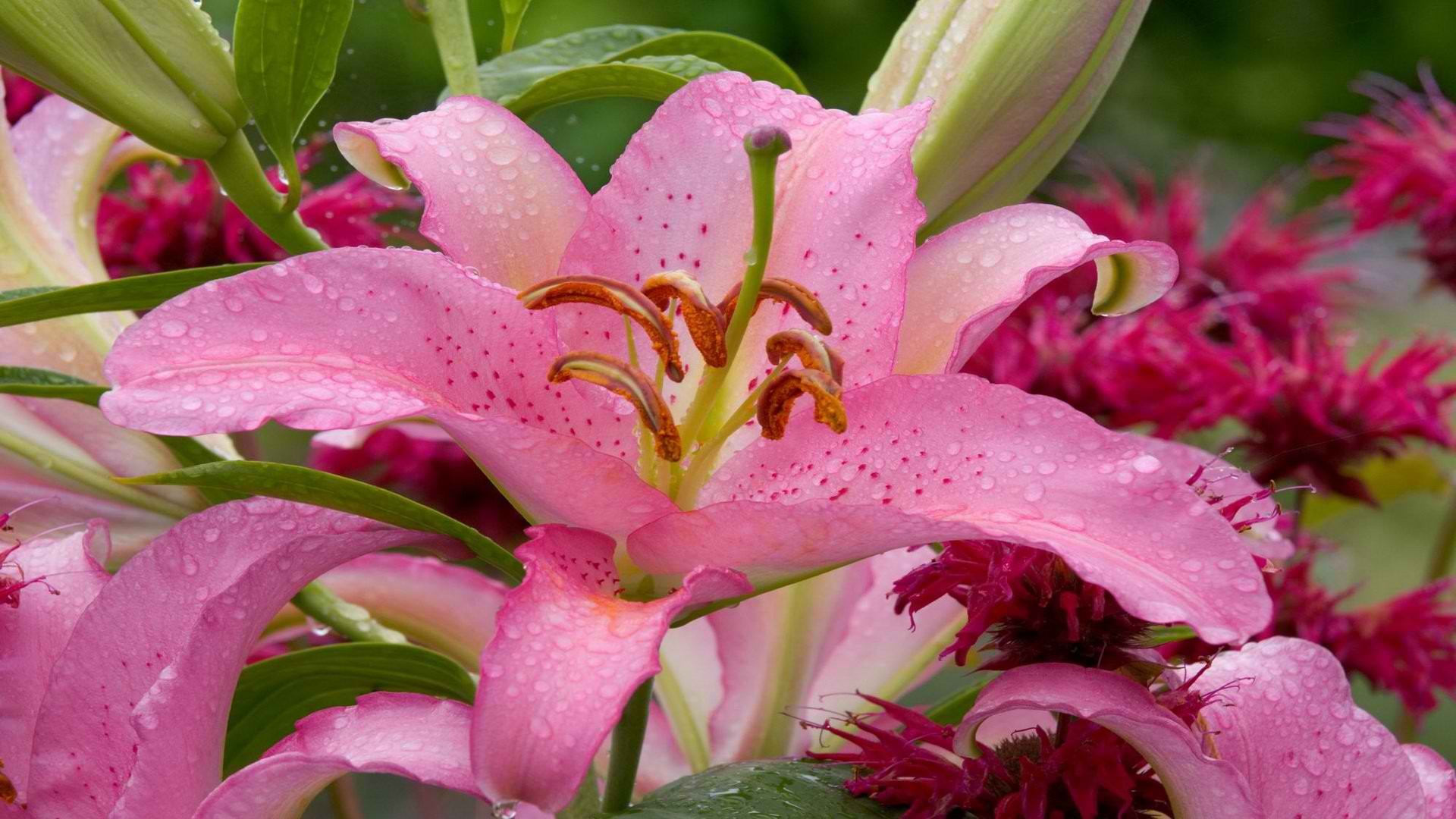 Download Nature Lily HD Wallpaper