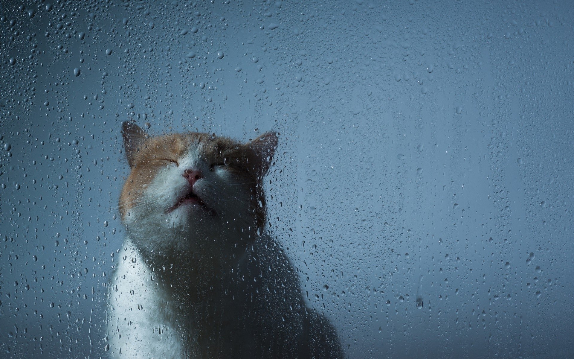 Serene Cat Behind Rain-Kissed Window | HD Water Drop Wallpaper ...