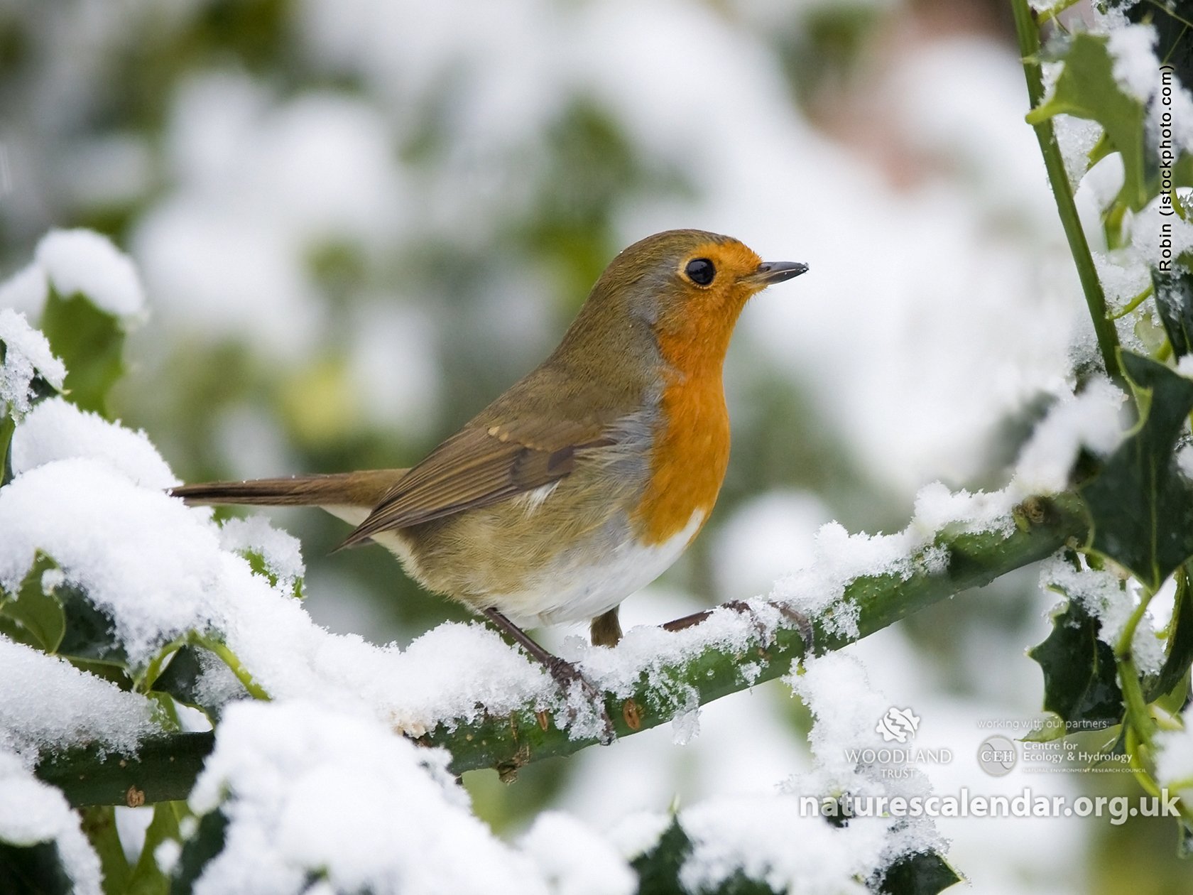 Download Bird Animal Robin Wallpaper