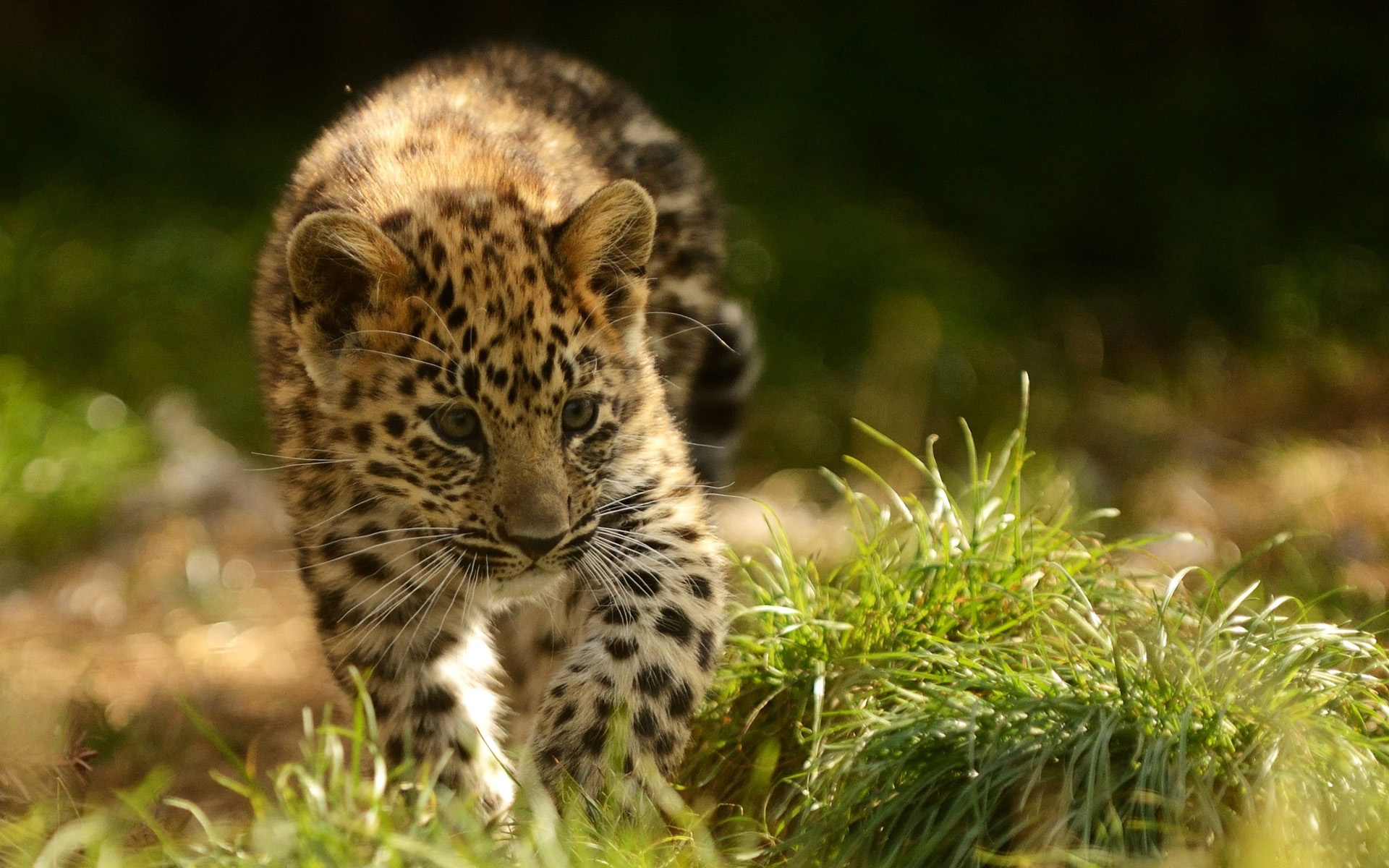 Stunning Leopard Cub HD Wallpaper