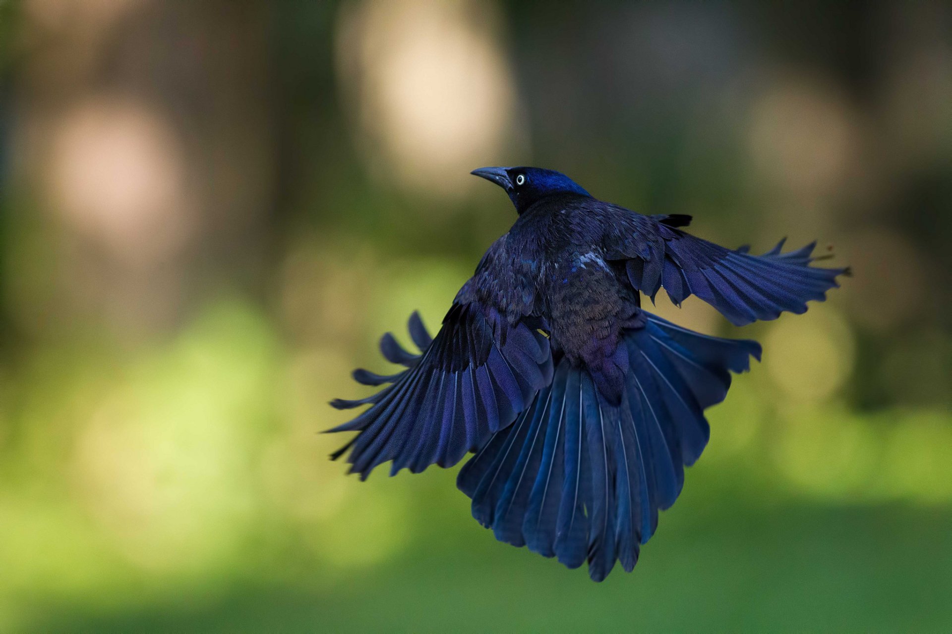 Graceful Grackle: An HD Wallpaper of a Stunning Bird