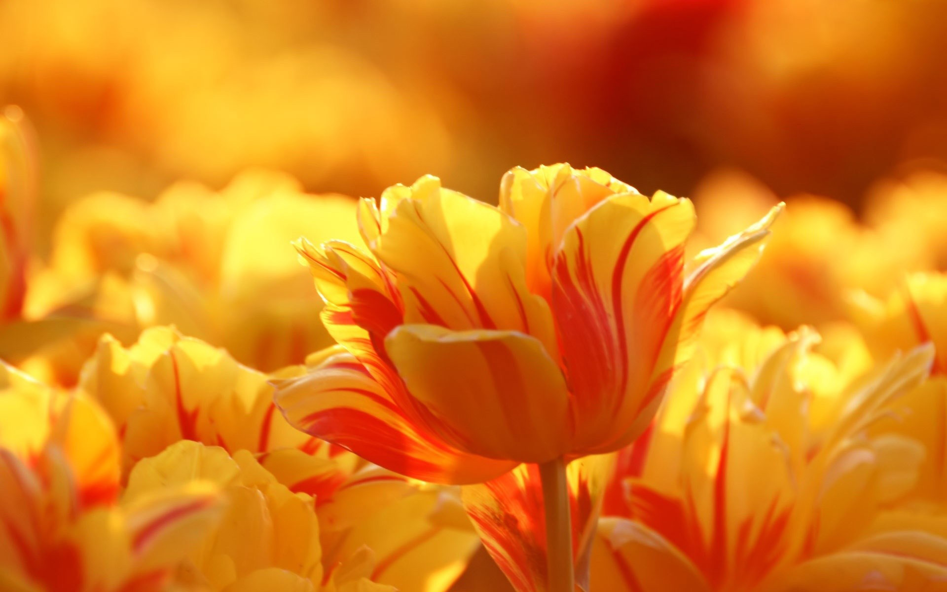 Radiant Tulip Glow: Stunning Nature HD Wallpaper