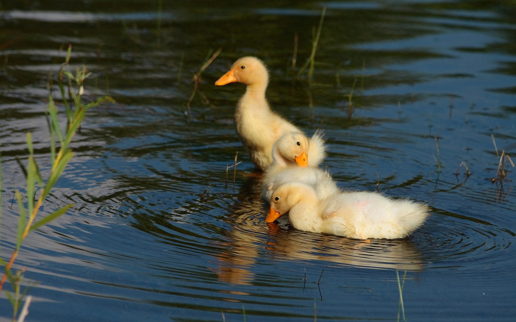 Download Animal Duck Wallpaper