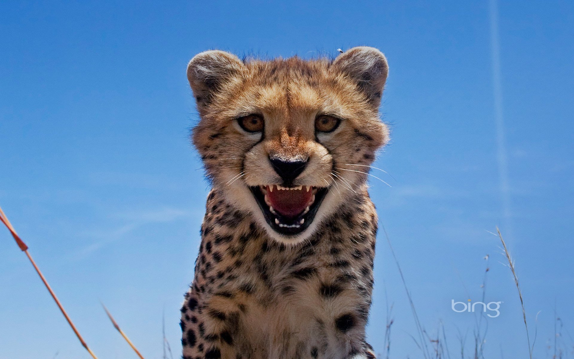 Majestic Cheetah Cub HD Wallpaper: Wild Beauty in Focus | 1920x1200 ...