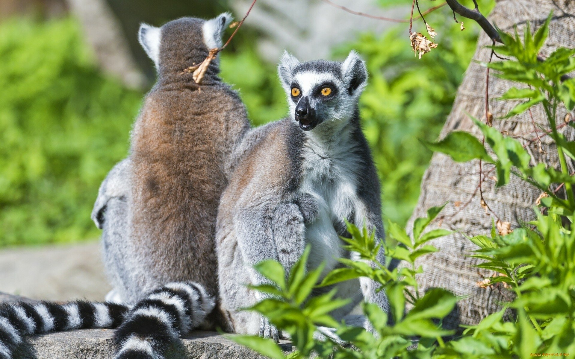 Download Animal Lemur HD Wallpaper