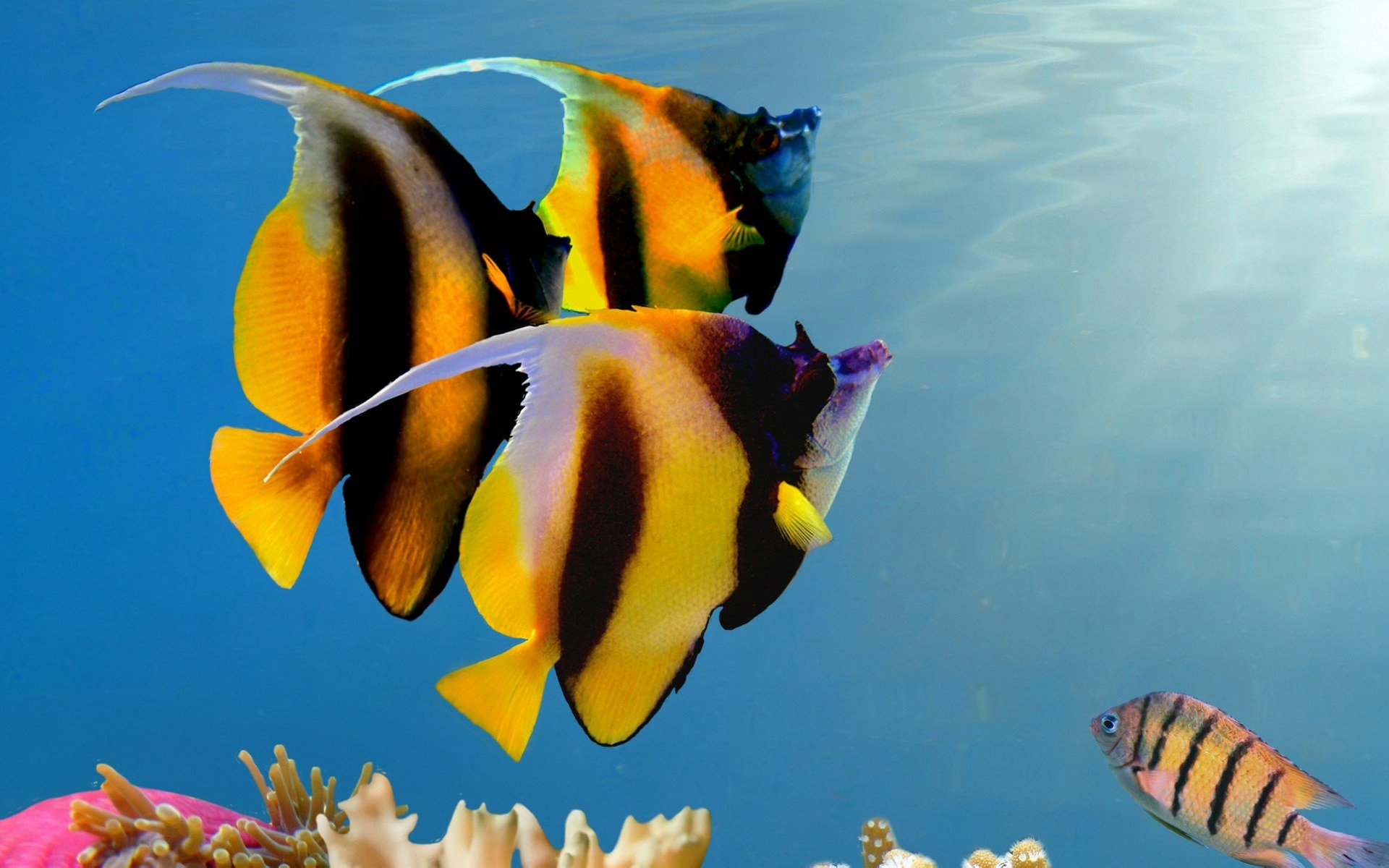 Poisson Fond d'écran HD | Arrière-Plan | 1920x1200 | ID:459267 ...