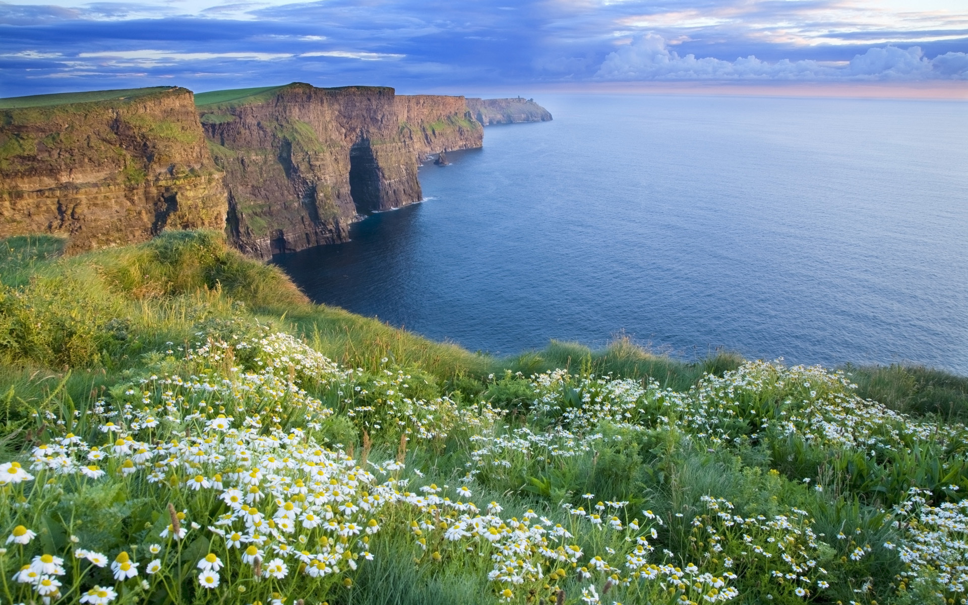 Download Horizon Daisy Flower Sea Ocean Coastline Coast Nature Cliff HD ...