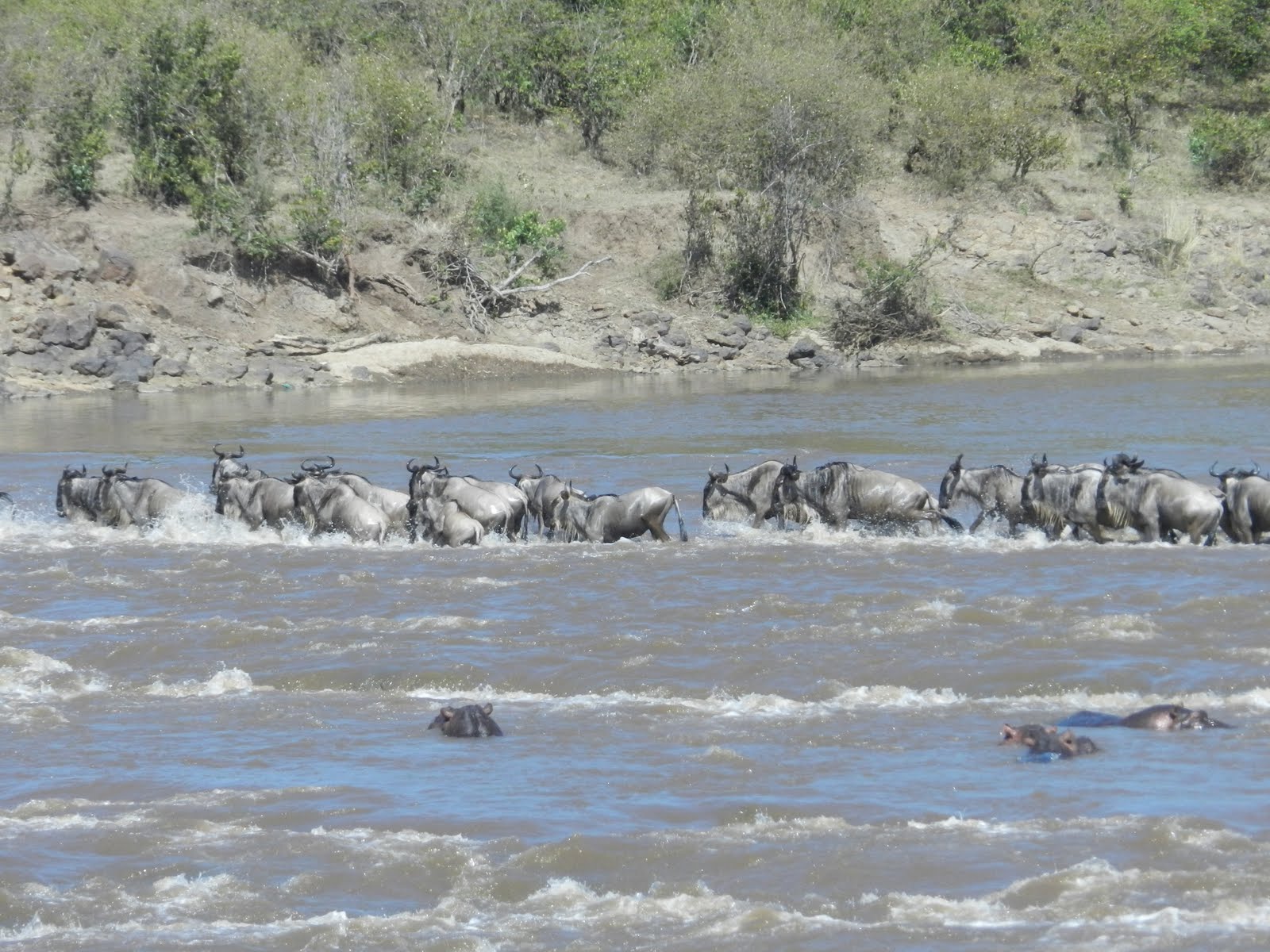 Download Gnu Animal Wildebeest Wallpaper