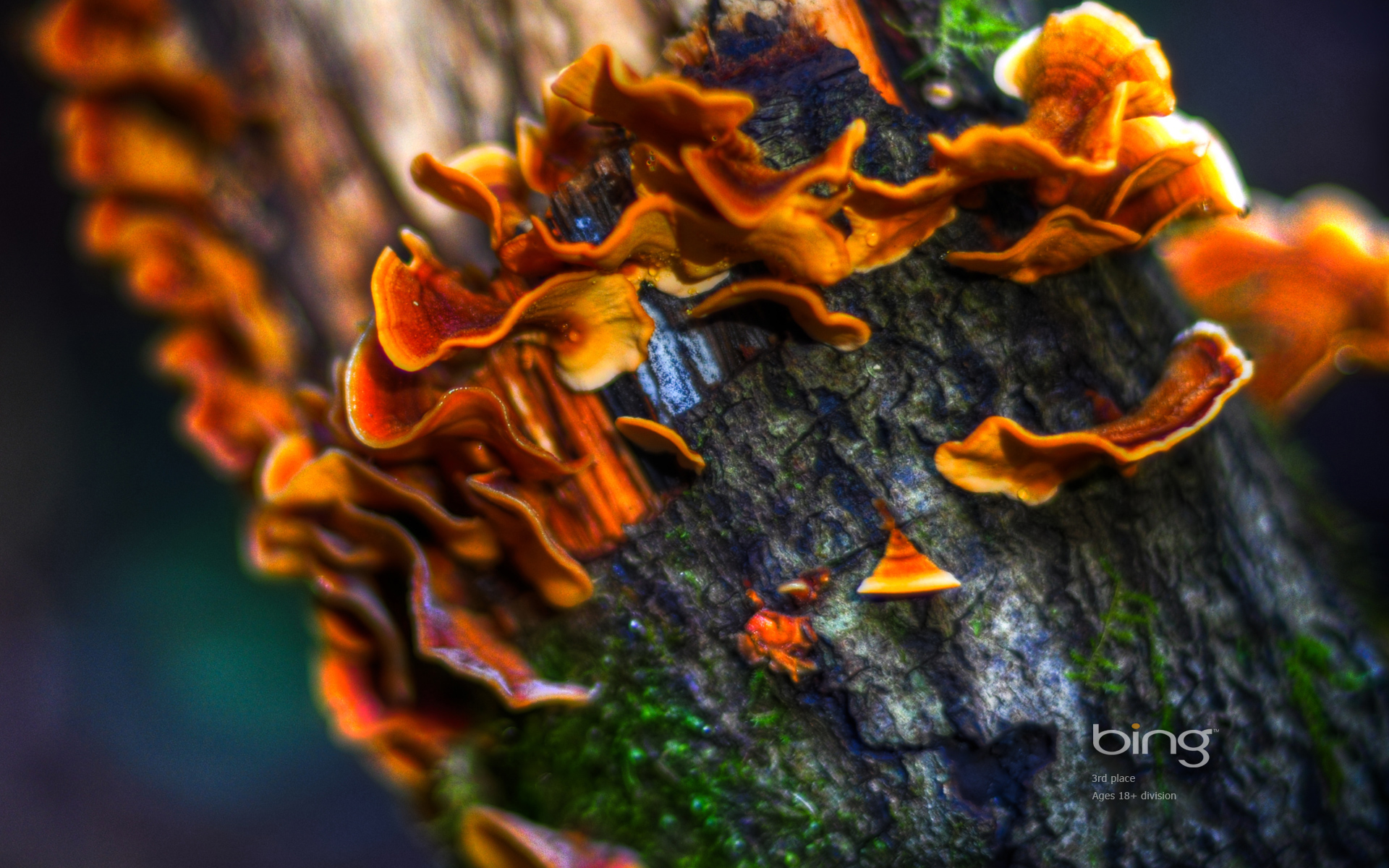 Download Orange (Color) Macro Nature Mushroom HD Wallpaper
