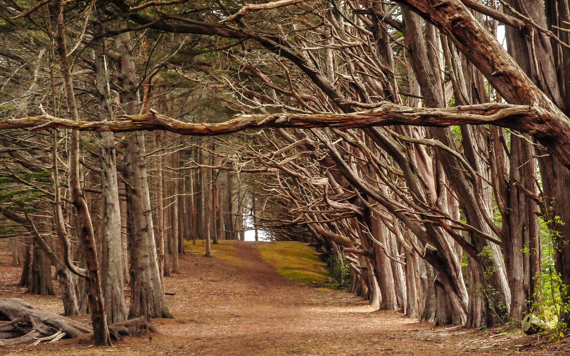 2K Quad HD Wallpaper — Serene Woodland Path