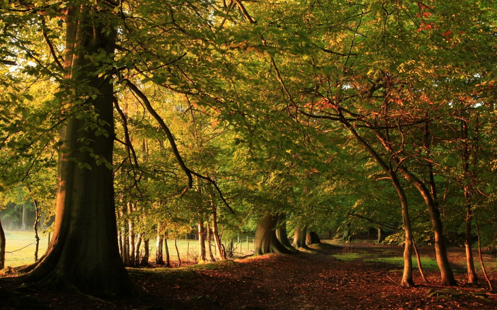 Serene Forest Trail: HD Nature Landscape with Majestic Trees
