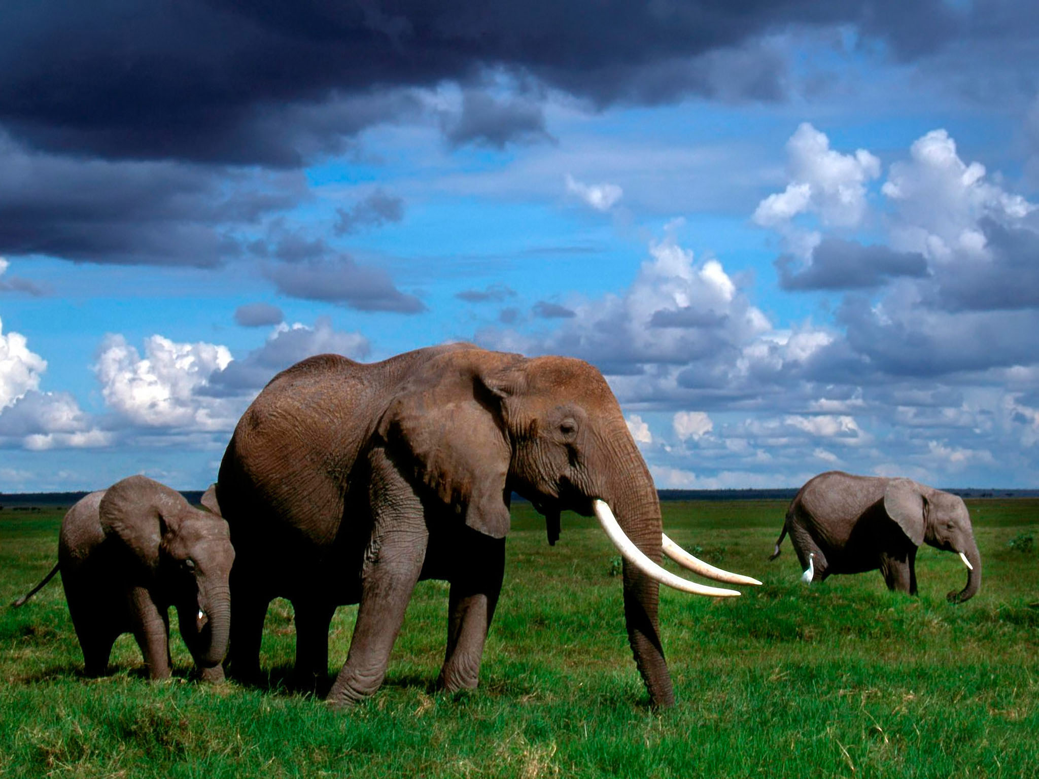 Elephant HD Wallpaper | Background Image | 2048x1536