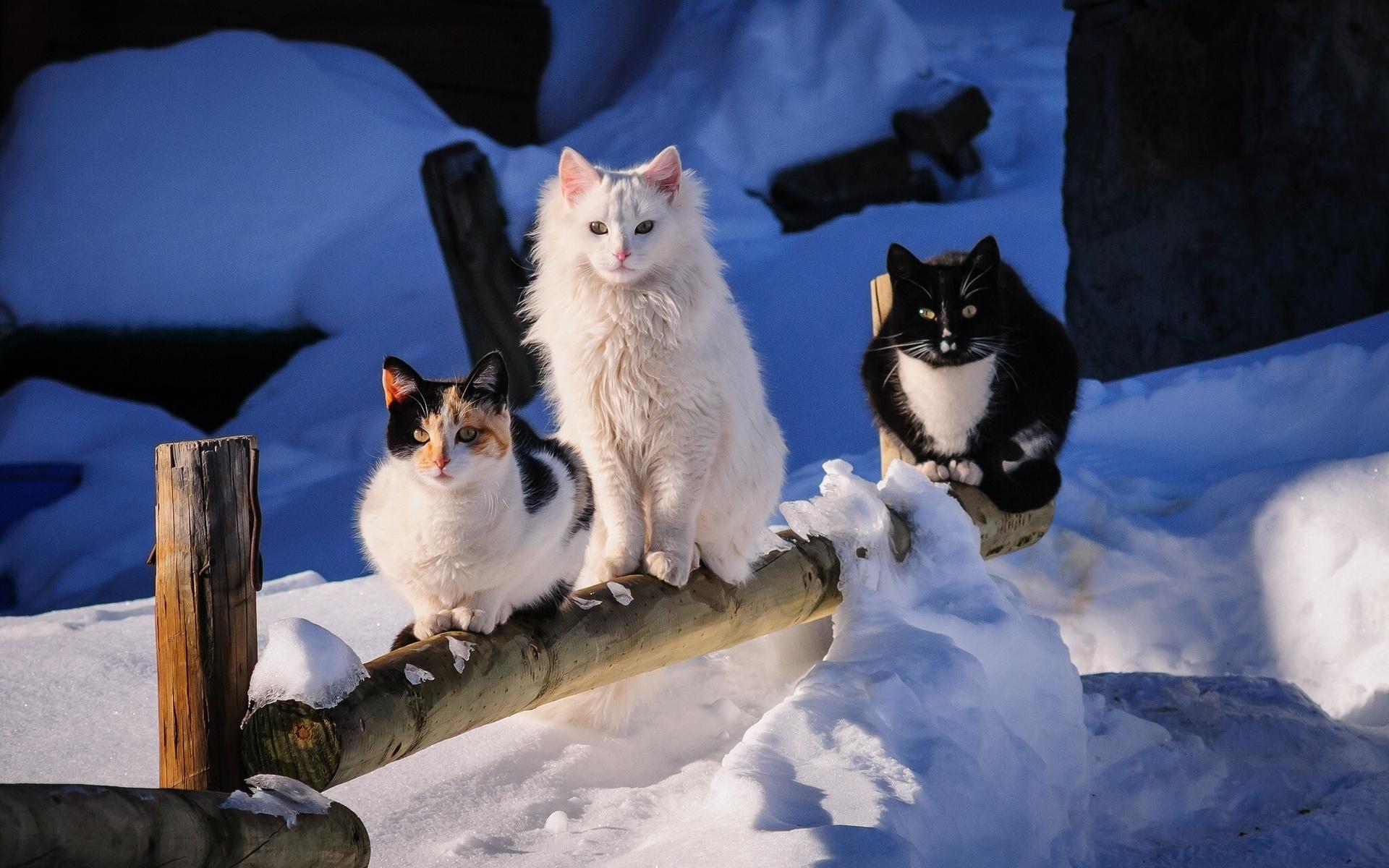 Charming Cats in Snow: A Beautiful HD Wallpaper