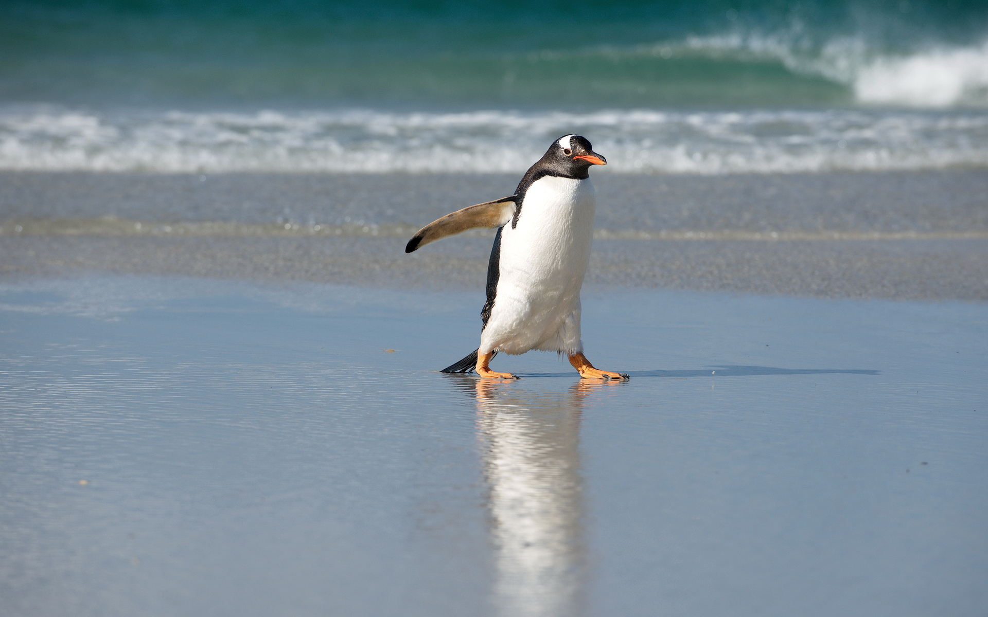 Download Animal Penguin HD Wallpaper