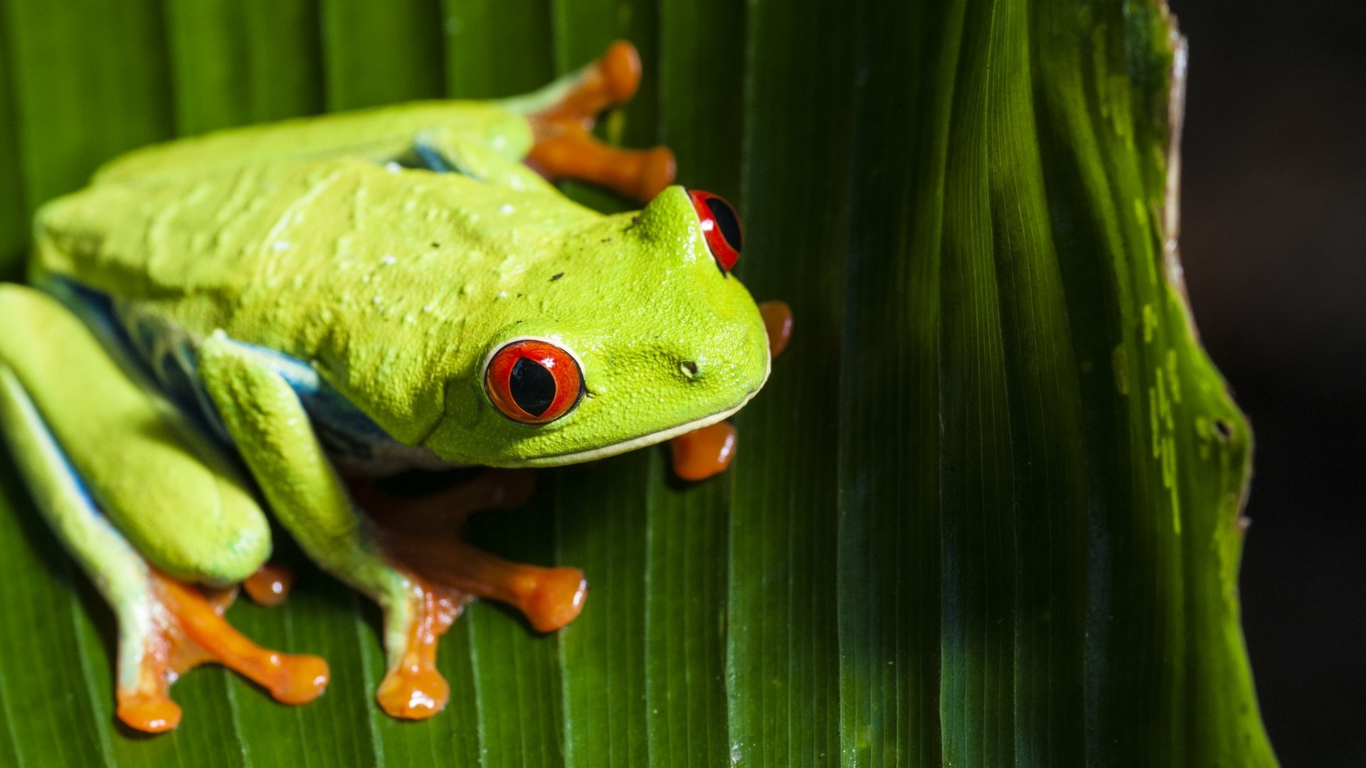 Red Eyed Tree Frog In Stunning 4K Ultra HD Detail 3840x2160