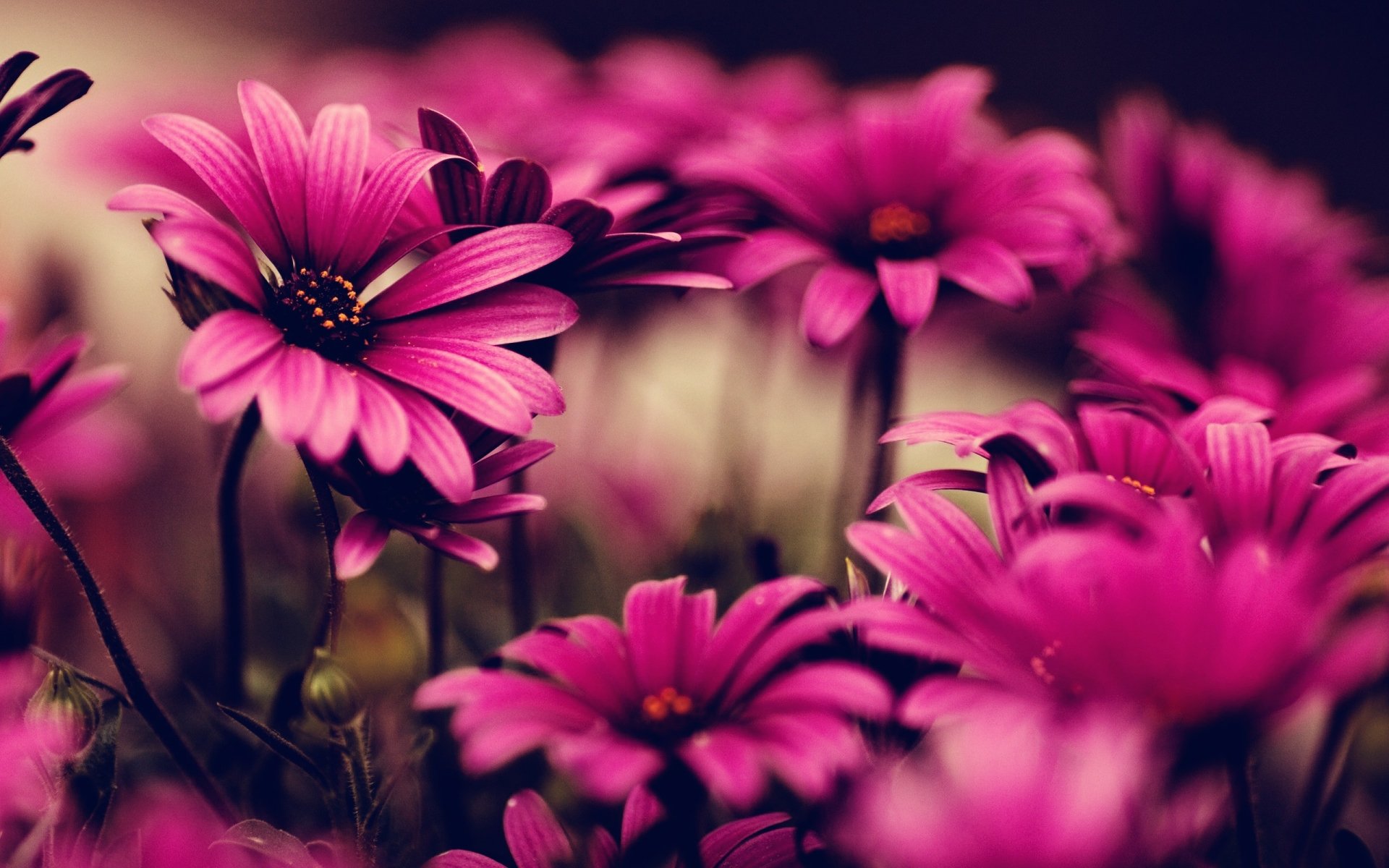 Spring Blossoms: HD Wallpaper of Vibrant Purple Daisies