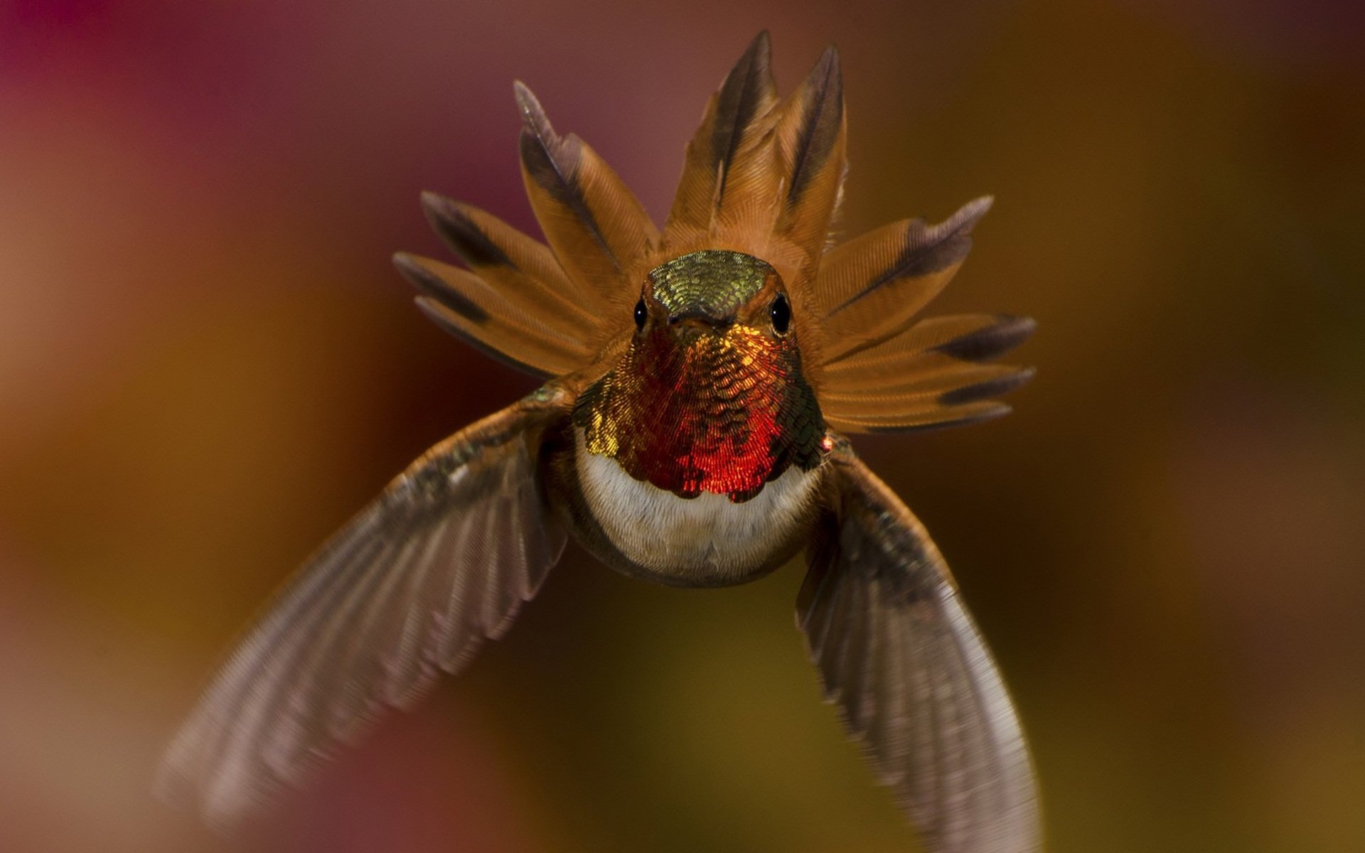 Download Bird Animal Hummingbird HD Wallpaper | 1920x1200 | Wallpaper Abyss