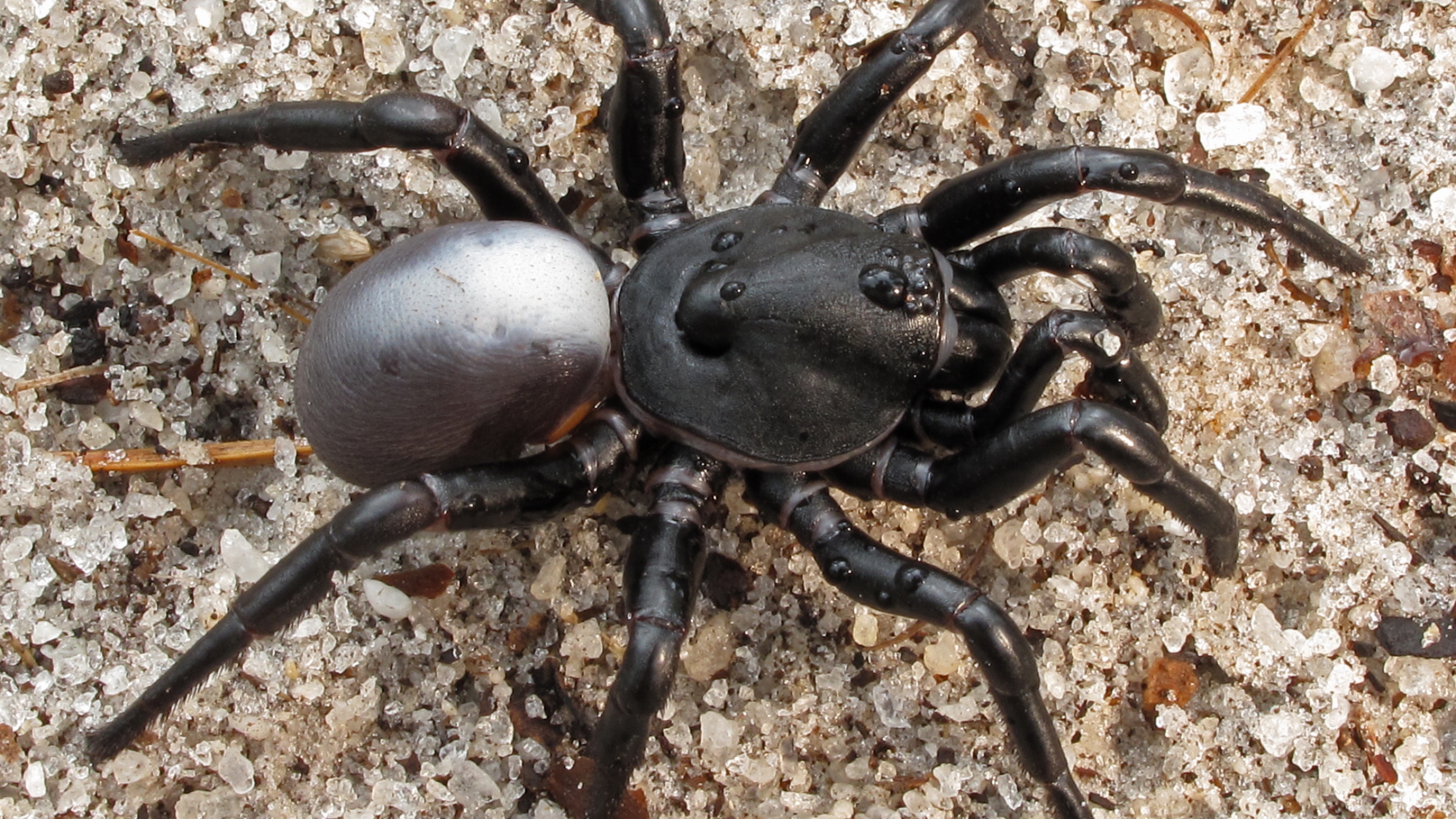 Download Animal Spider 4k Ultra HD Wallpaper