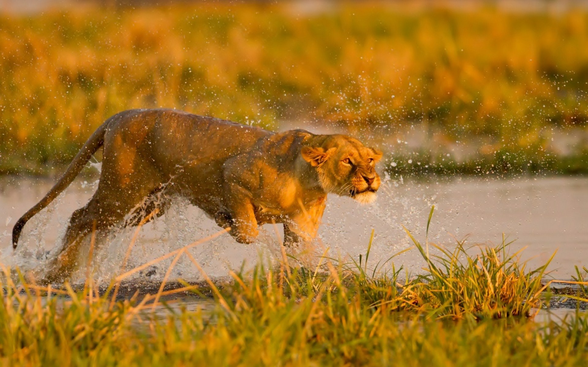 Majestic Lion Splash - HD Wallpaper